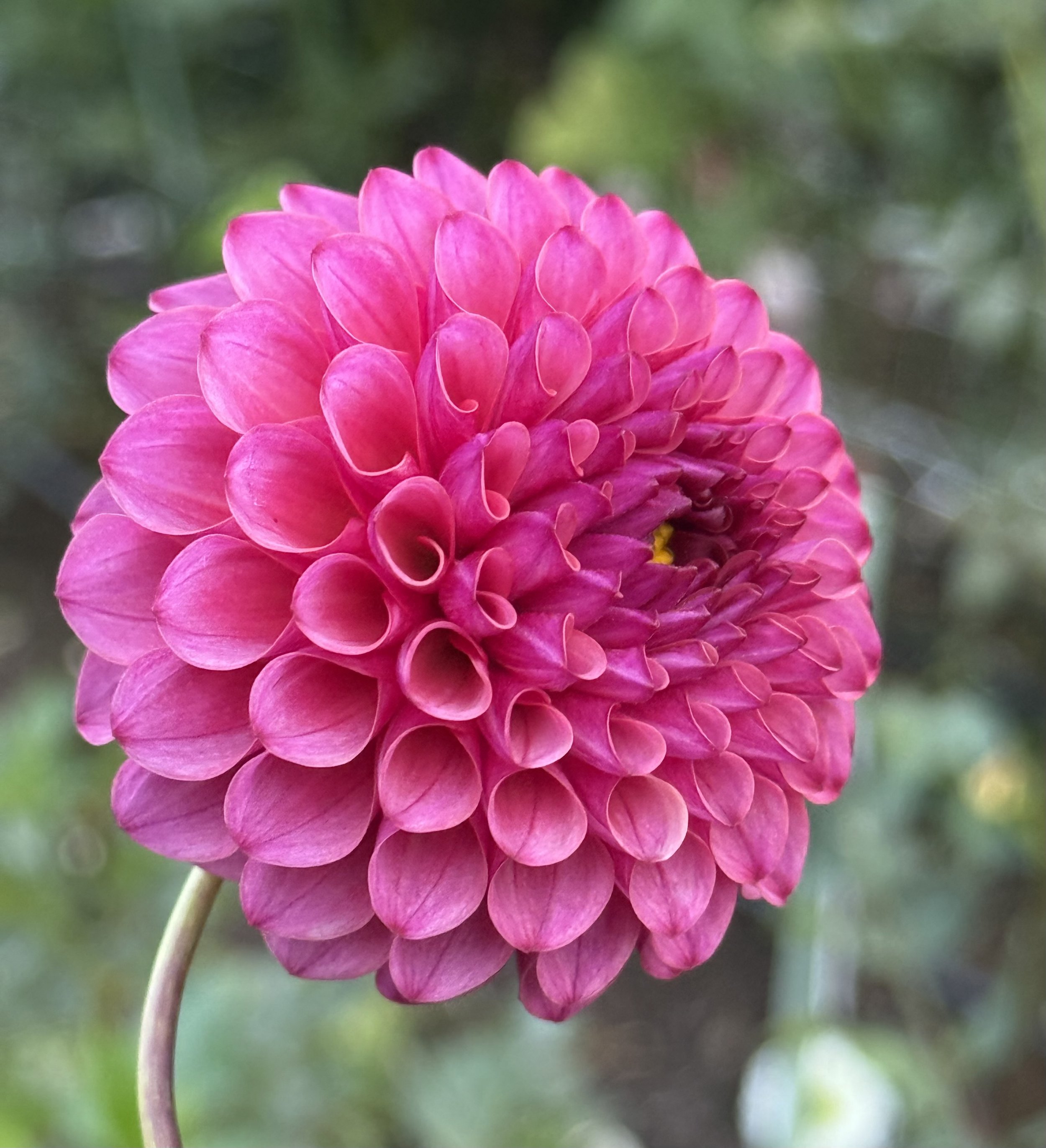 KA’s® Tea Time — Cottage Blooms | dahlia | cut flower farm | bouquets ...