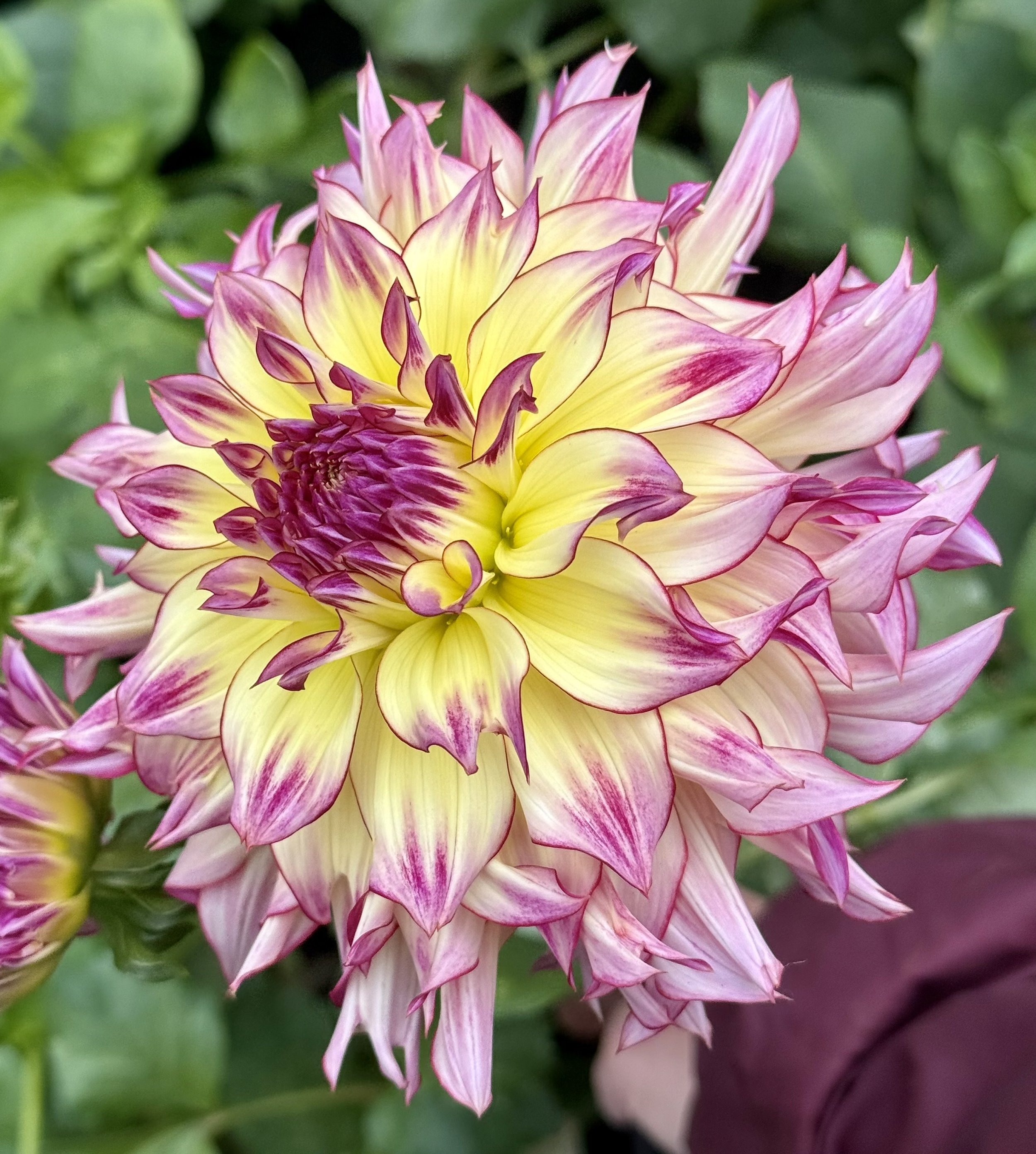 Zoey Rey — Cottage Blooms | dahlia | cut flower farm | bouquets | florist