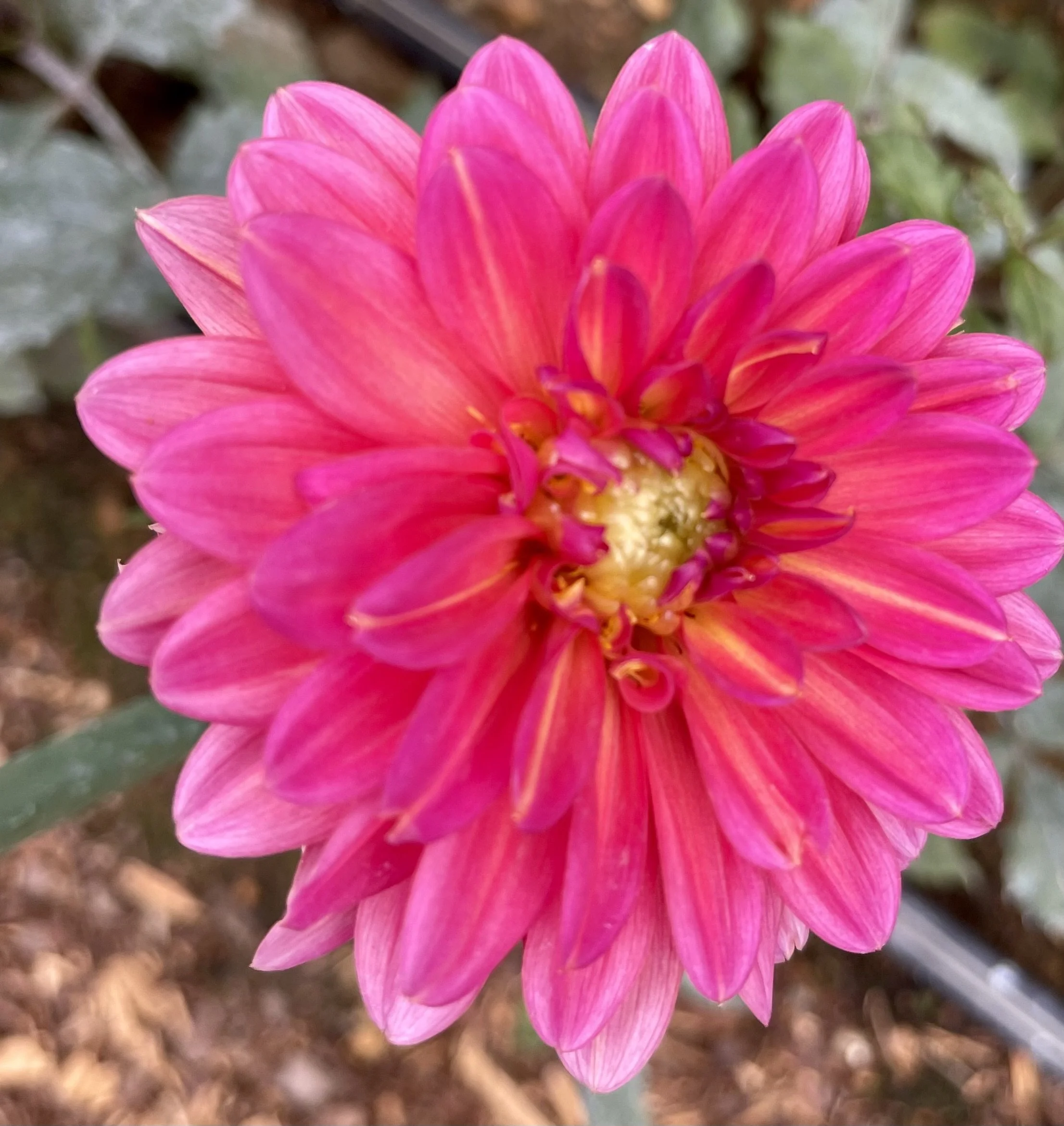 Winsome Heirloom — Cottage Blooms | dahlia | cut flower farm | bouquets ...