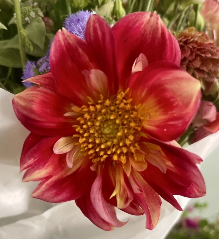 Mayberry's Flame — Cottage Blooms | dahlia | cut flower farm | bouquets ...