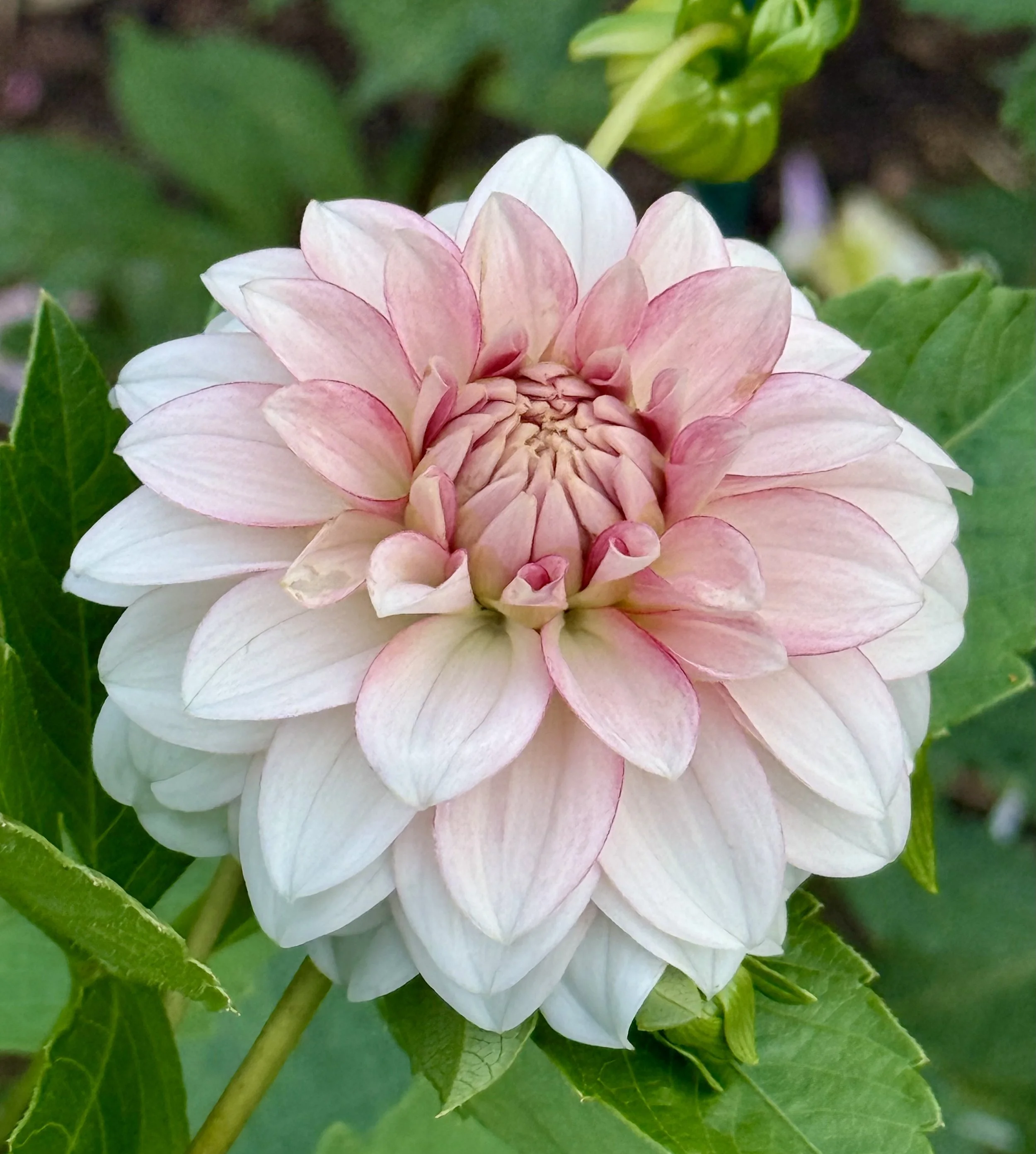 KA’s® Mocho Jo — Cottage Blooms | dahlia | cut flower farm | bouquets ...