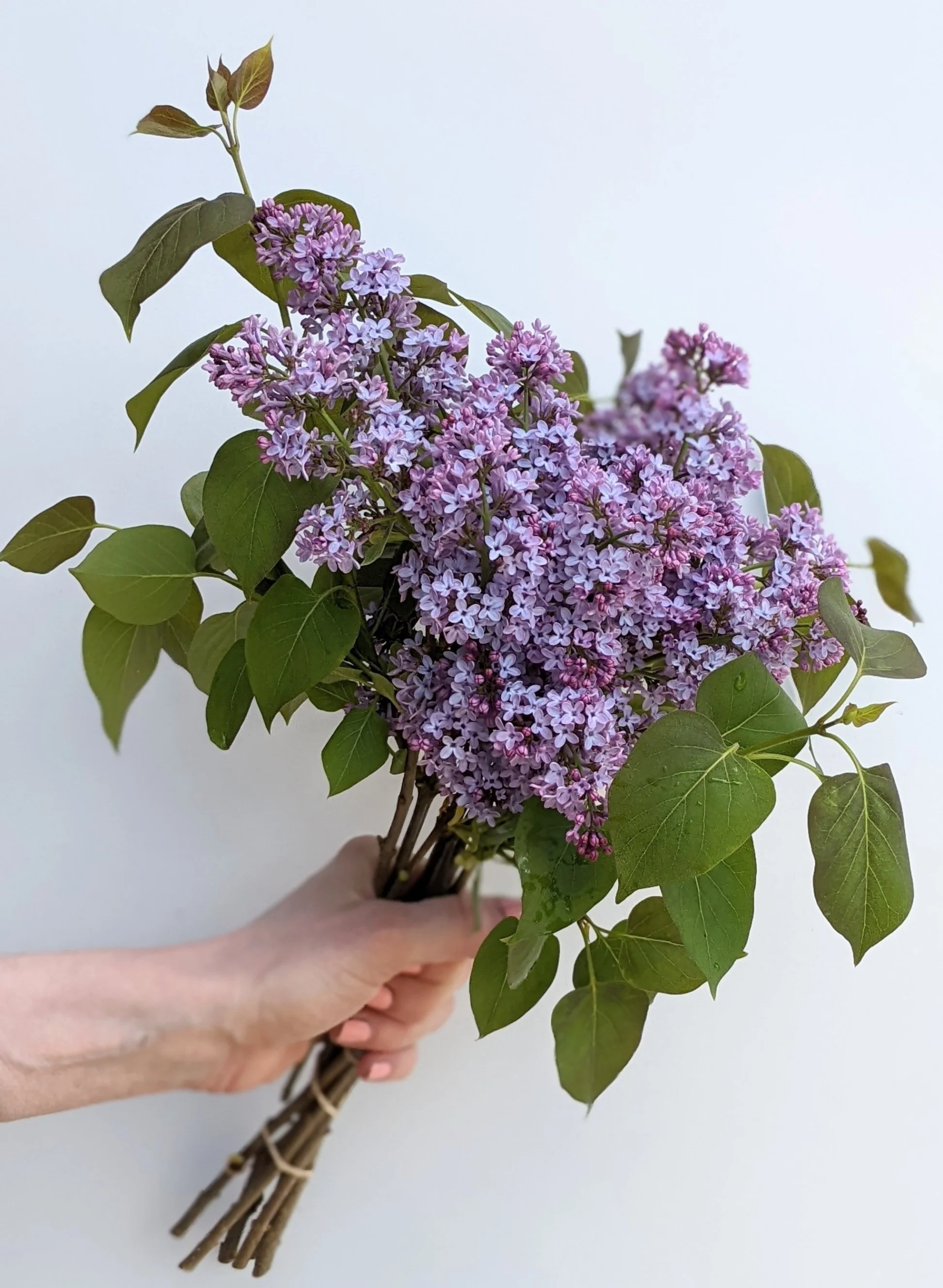 Lilac — Anderson Acres Farm