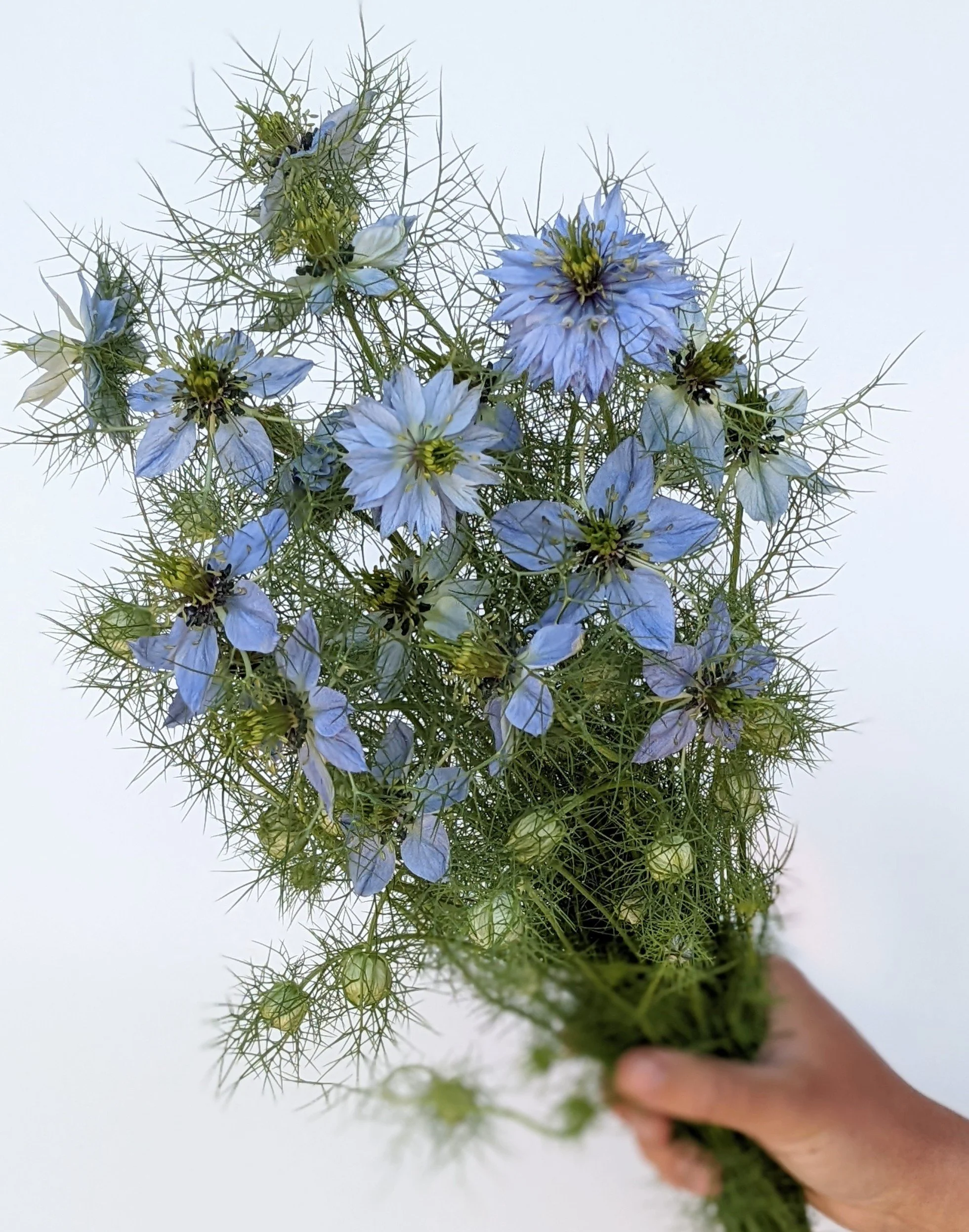 Spring Flowers — Anderson Acres Farm