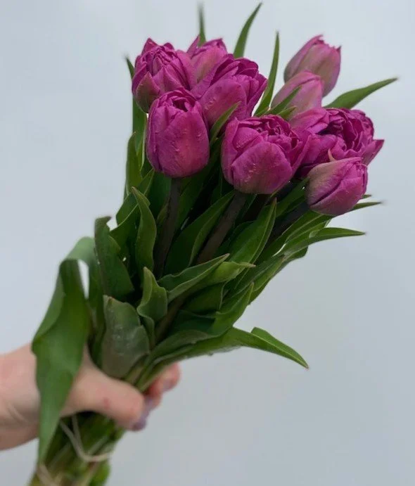 Tulip — Anderson Acres Farm