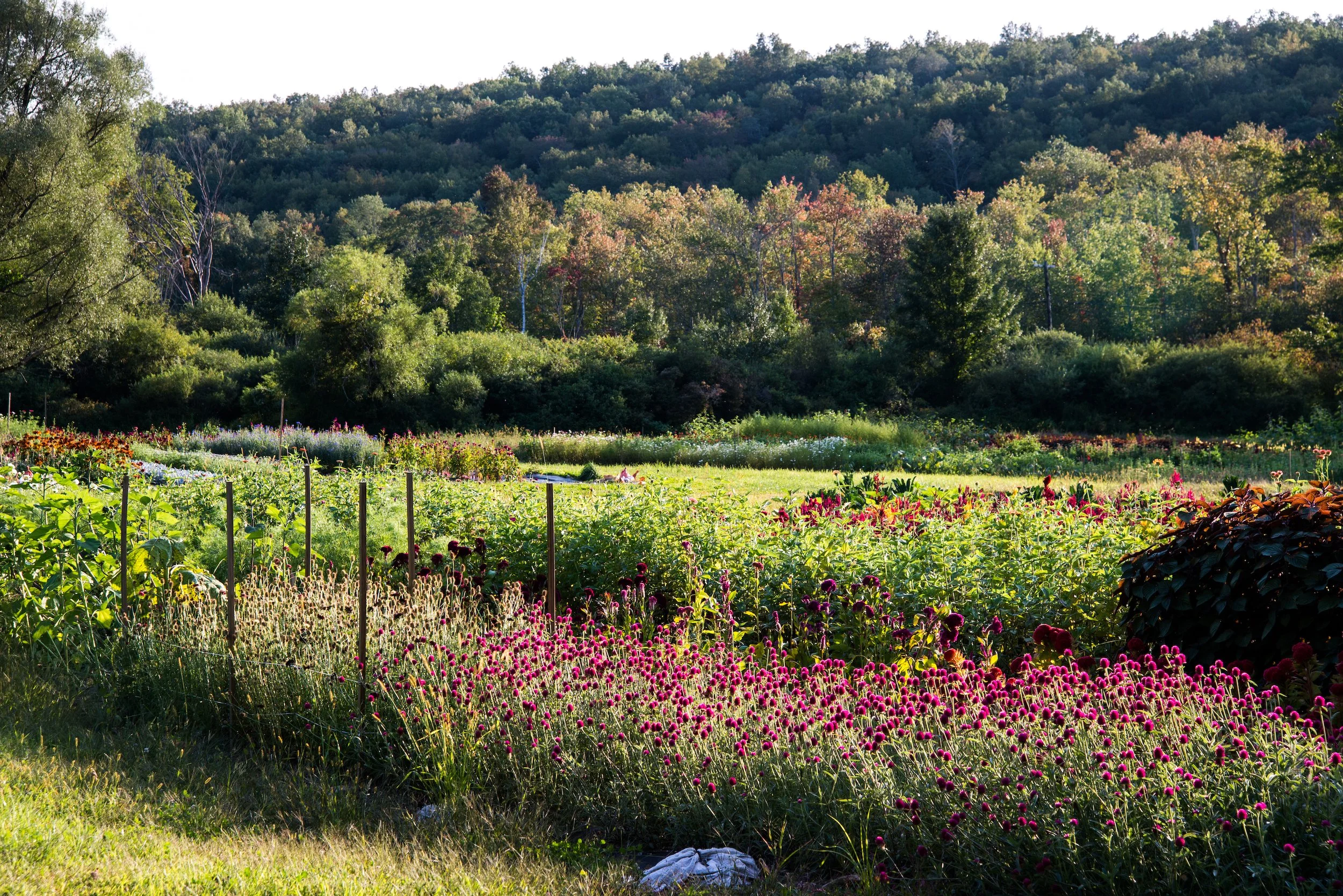 About Us — Anderson Acres Farm