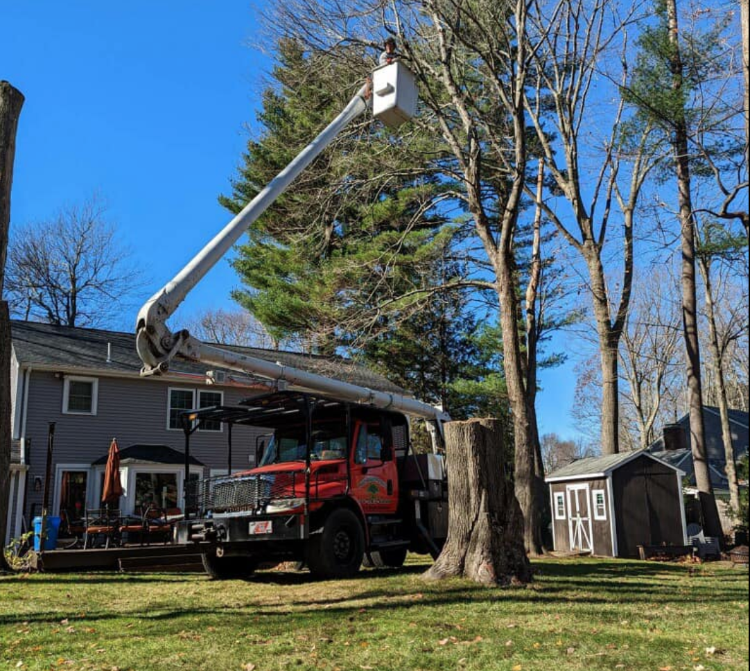 Tree Removal — Branch Manager Tree Service