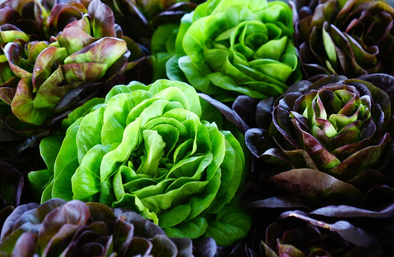 Beaumont Farmers Market