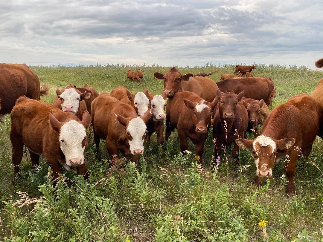 E & E Beef Company | Pasture-Raised Beef | Stanley, ND