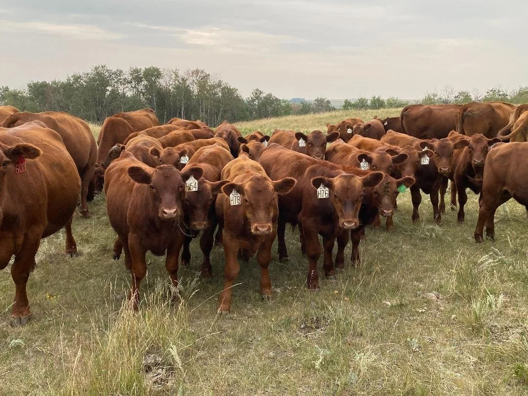 About — E & E Beef Company