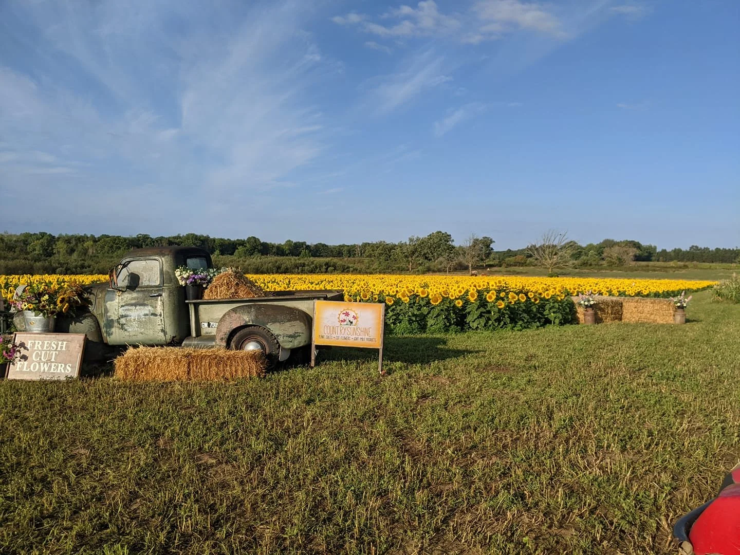 Contact — Country Sunshine