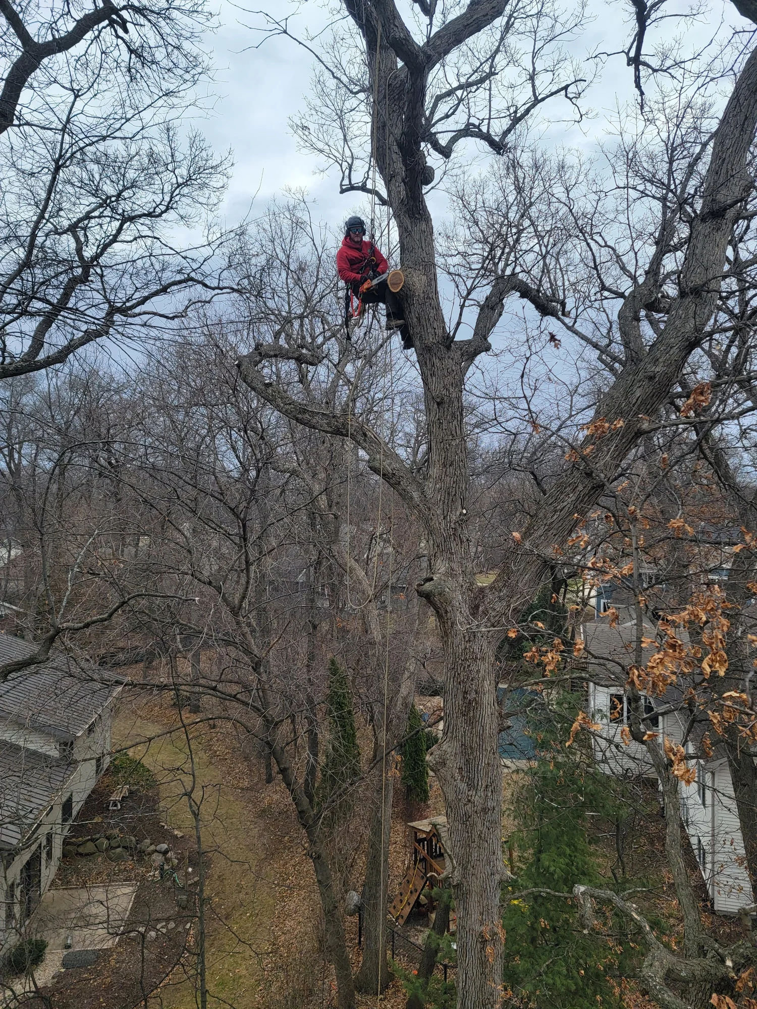 Tree Removal | Pruning | Arbor Systems | Madison WI