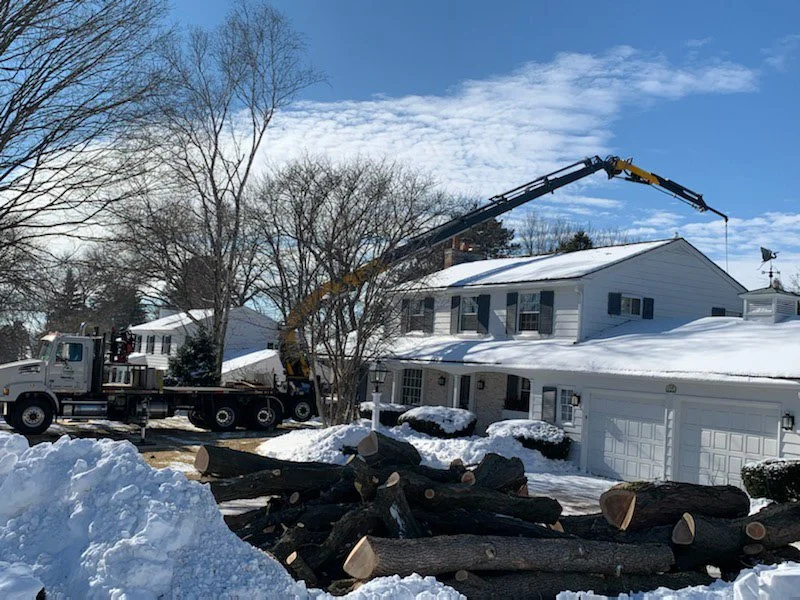 Tree Removal — Arbor Systems