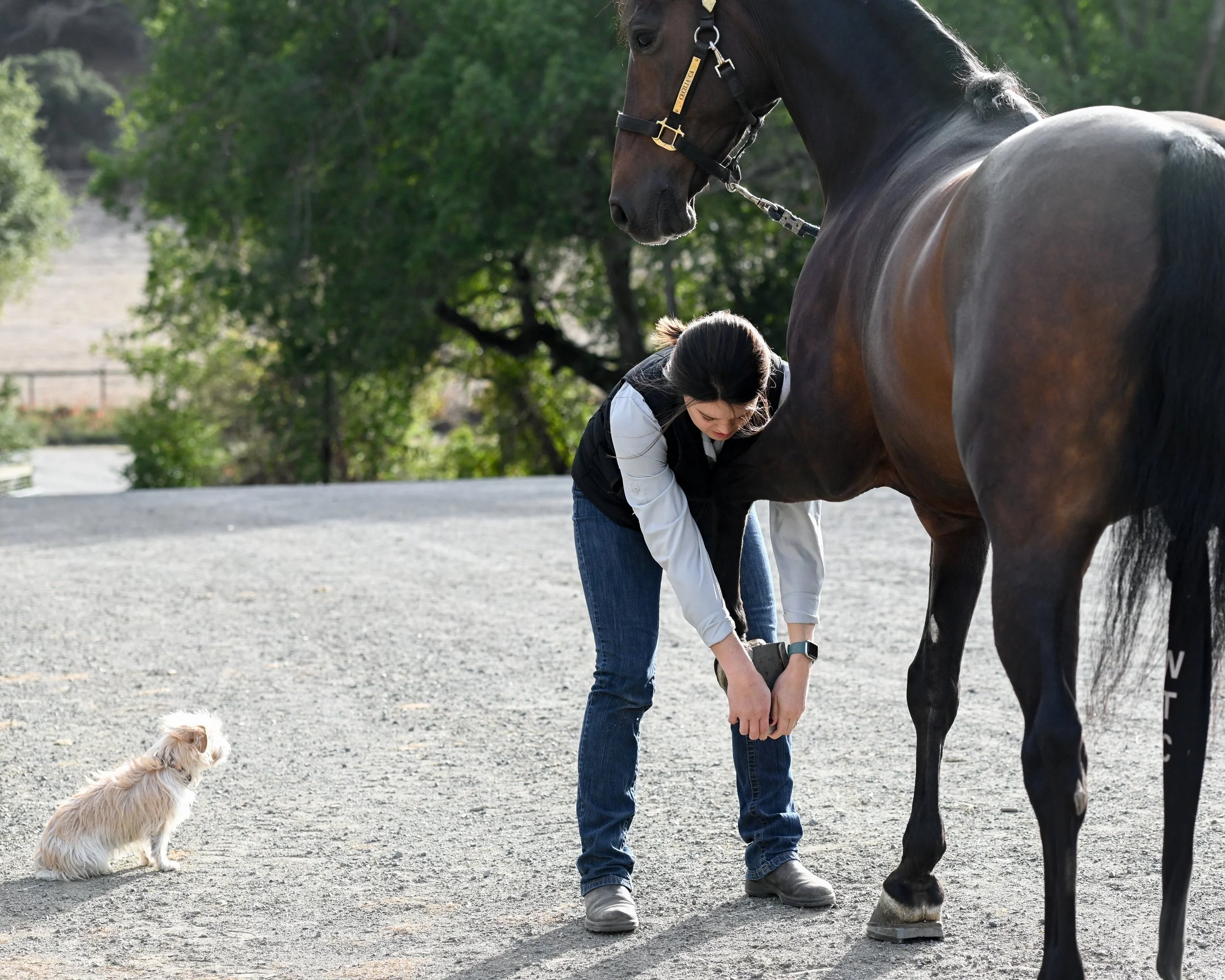 Premier Equine Veterinary Services