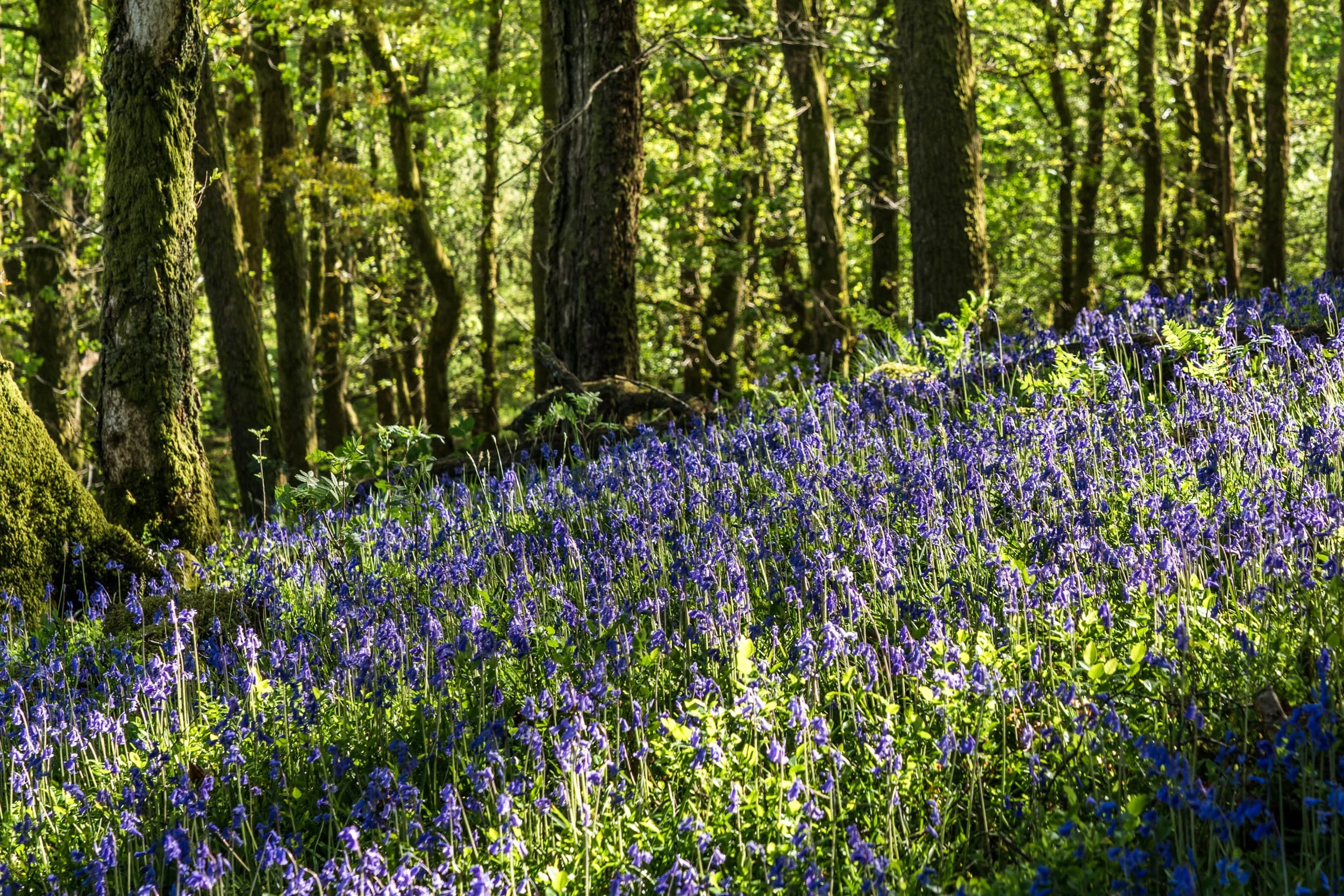 National Park Map — Friends of Loch Lomond & the Trossachs