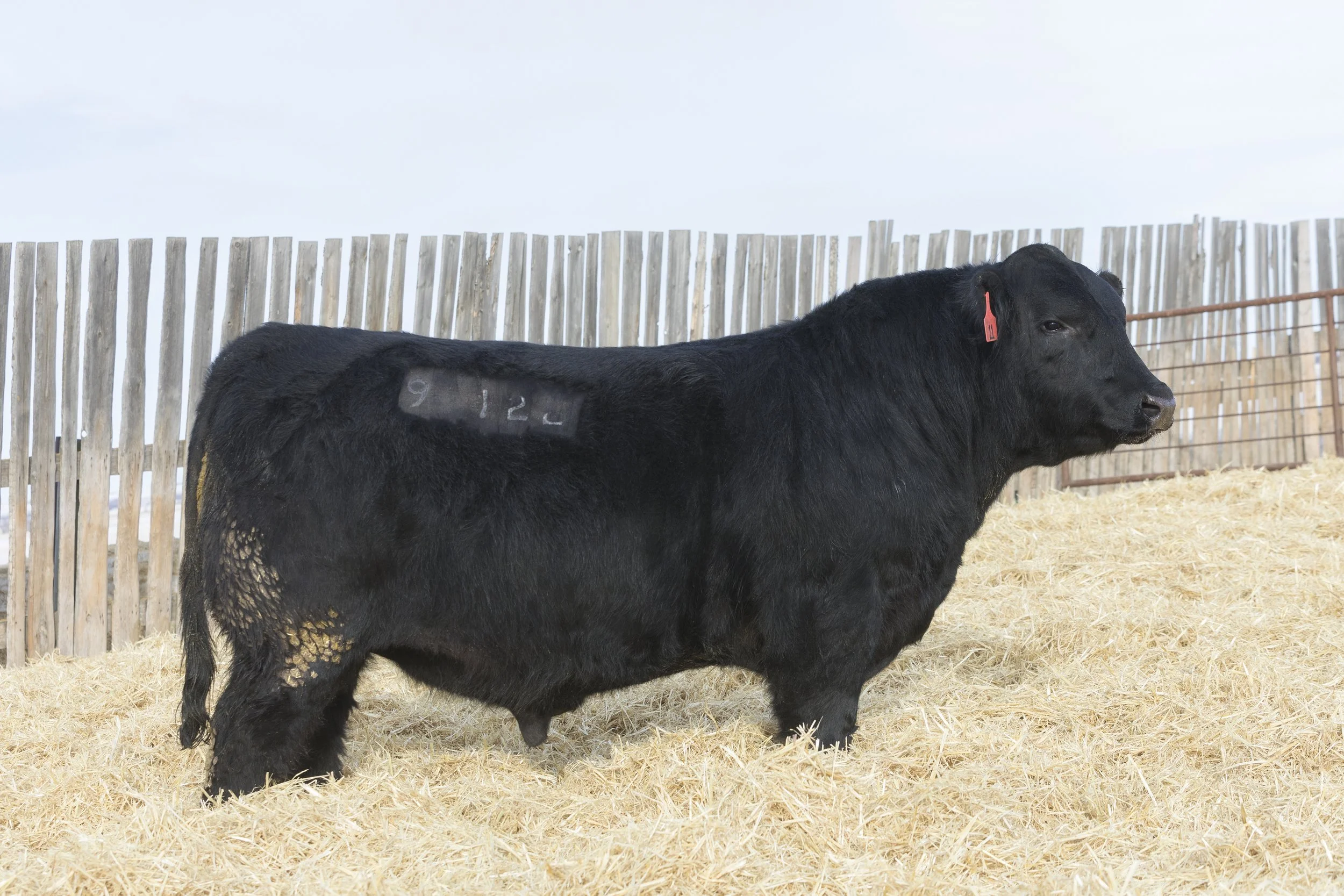 Deagle Cattle Company