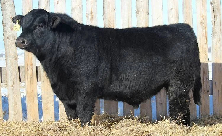 Gallery 1 — Deagle Cattle Company