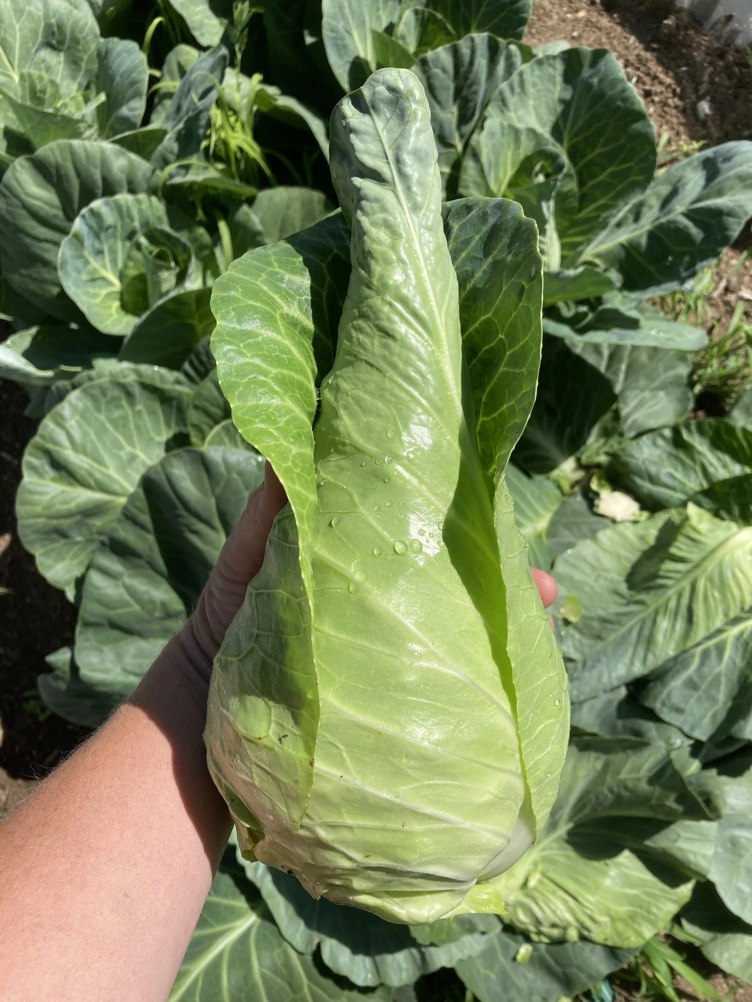 Summer CSA — Open Woods Farm