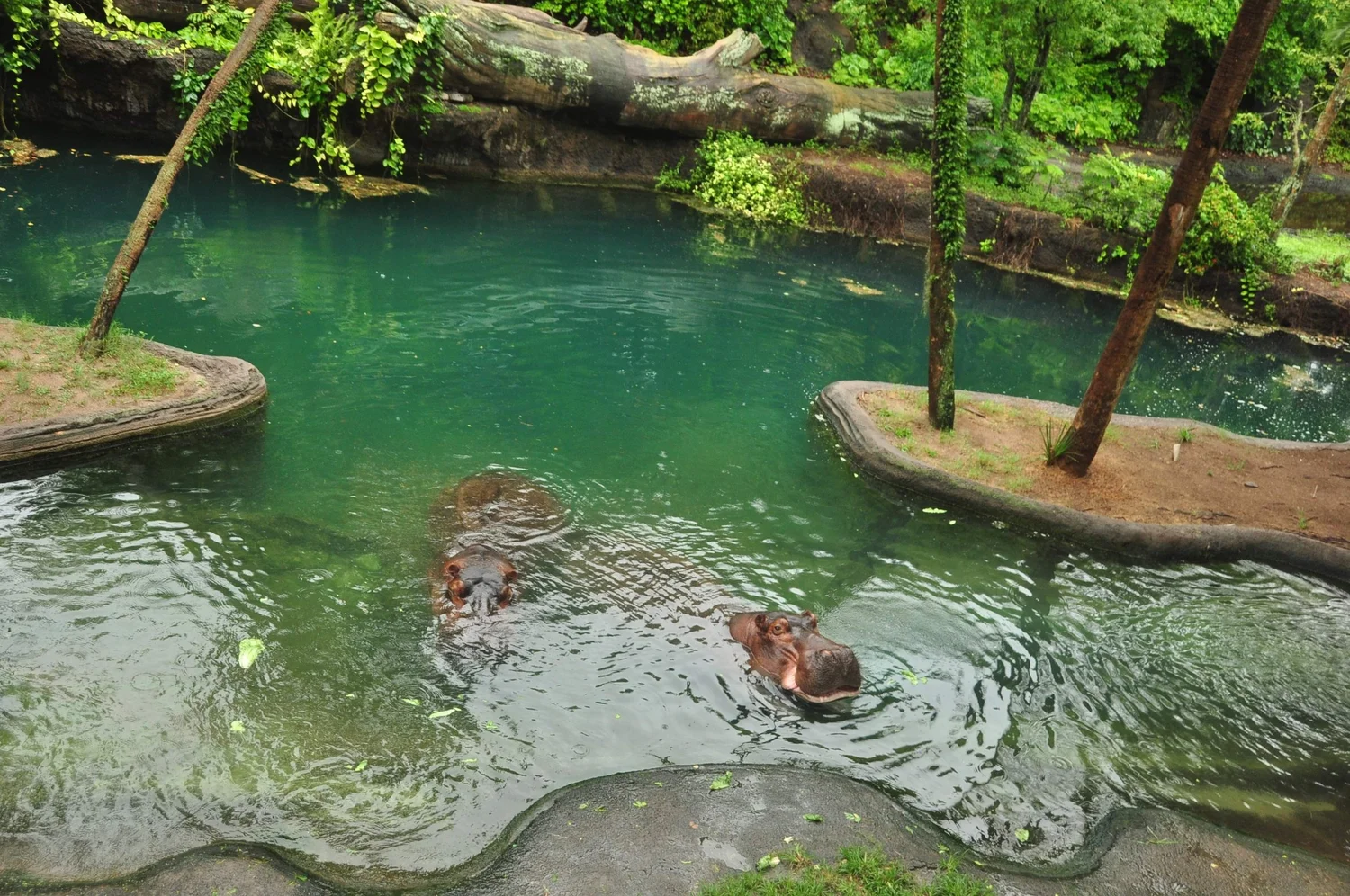 Wild Africa Trek Review — Disney with Deb