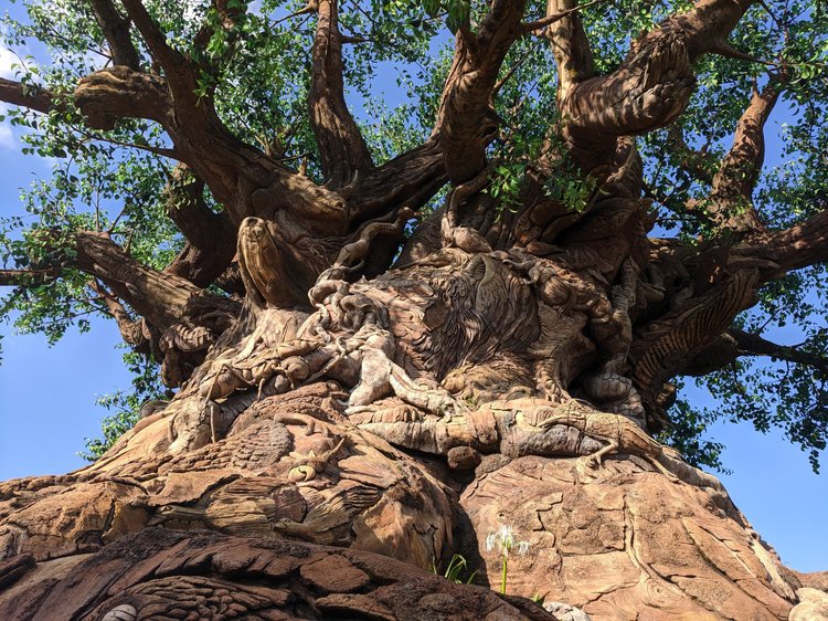 Disney World DAS (Disability Access Service) — Disney with Deb
