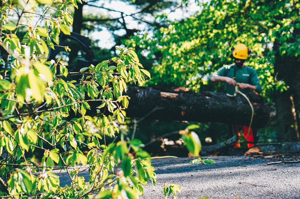 Services — Alpine Tree Experts, Inc.