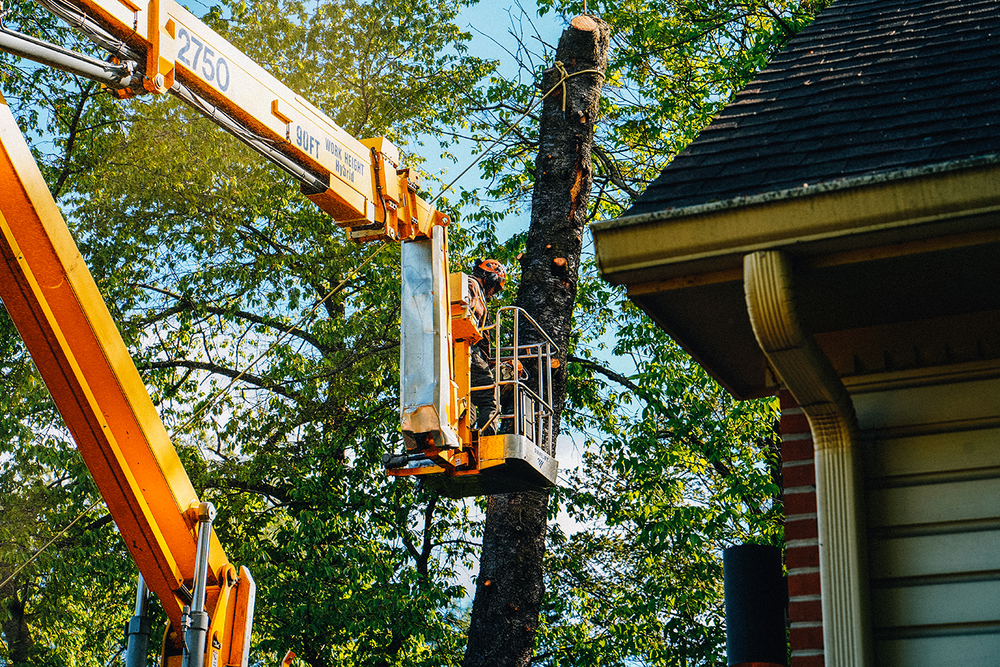Services — Alpine Tree Experts, Inc.