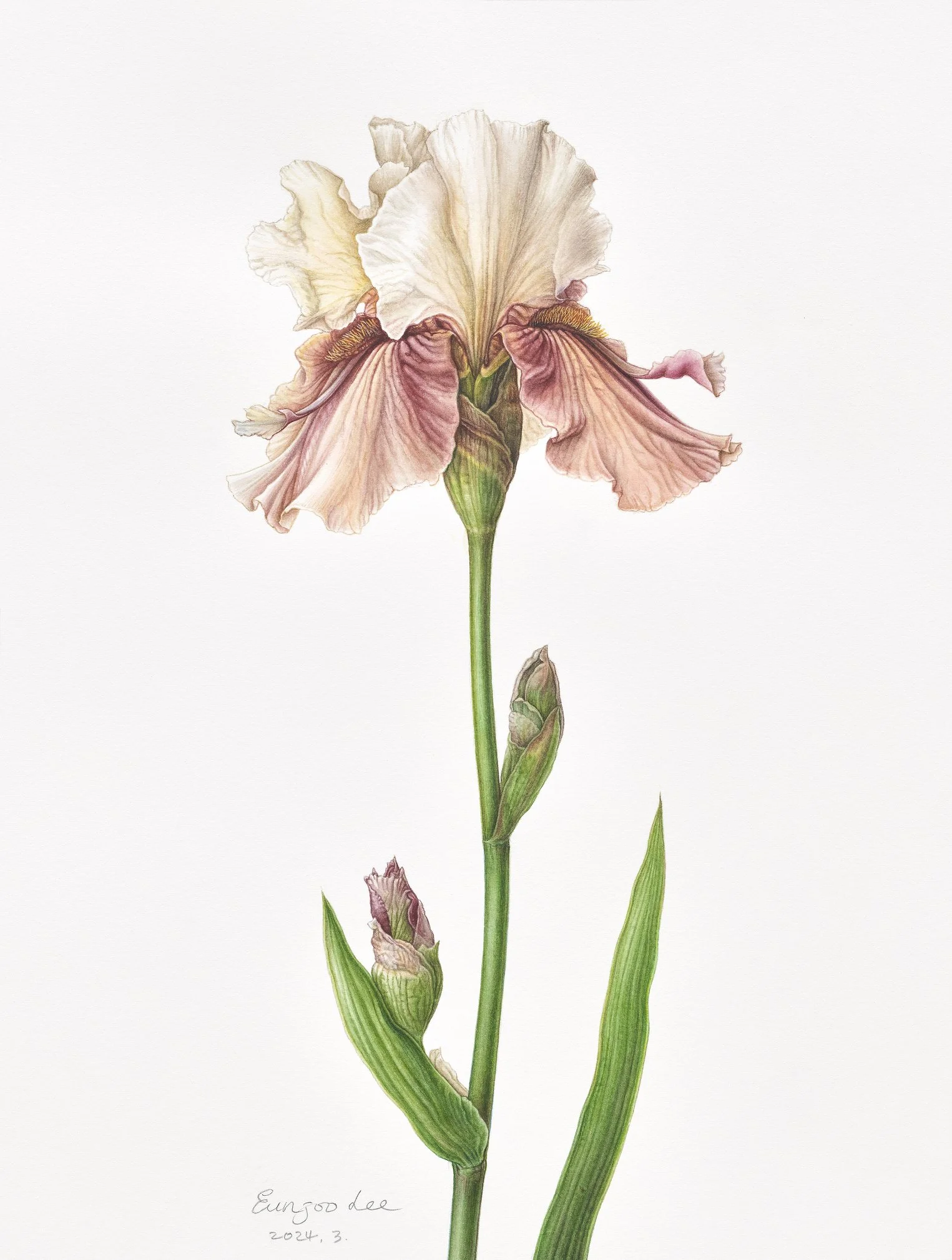 AMICUS BOTANICUS — The Gallery at Green & Stone