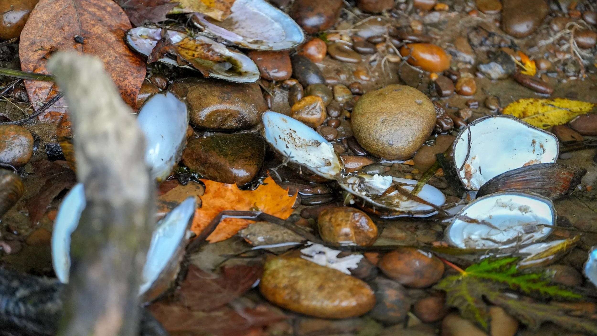 First Waves Erie — The Watersmith Guild