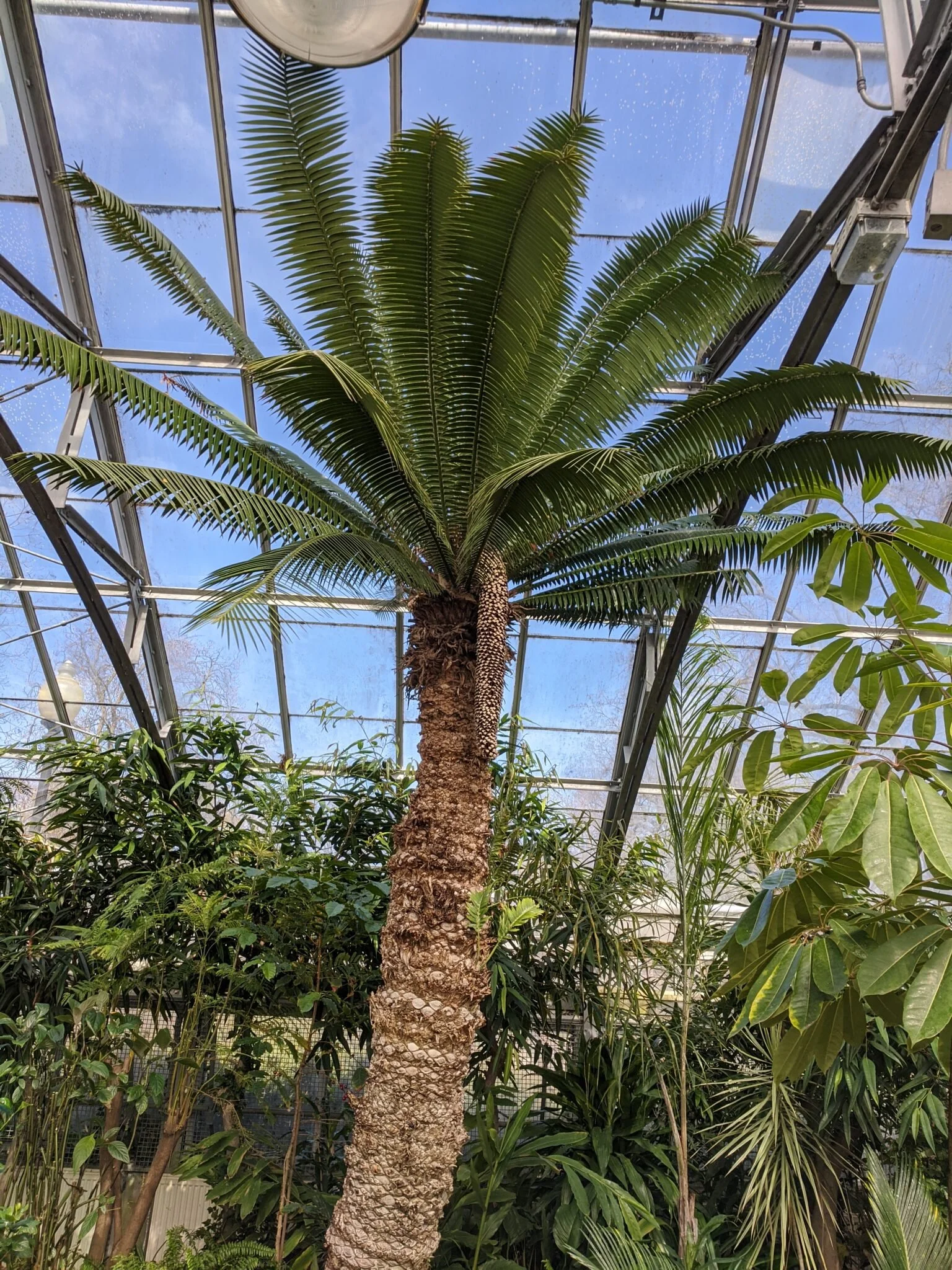Growing Up Green At Home: Living Fossils — Friends of Allan Gardens