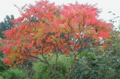 Comment on the Philly Tree Plan — Northern Liberties Neighbors Association