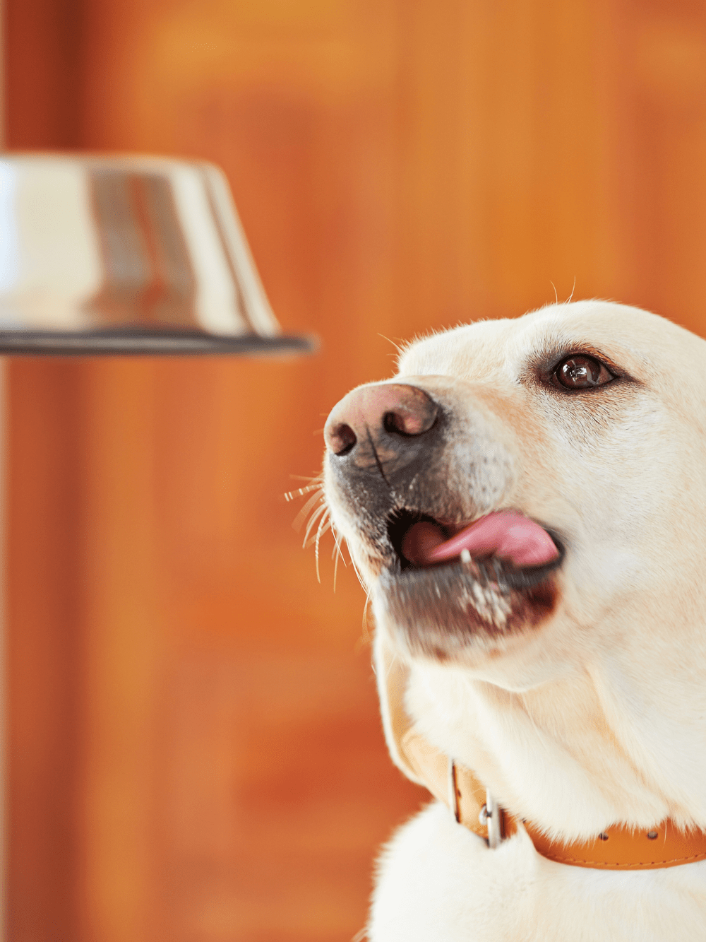 How to Feel Full — Food Equality Initiative