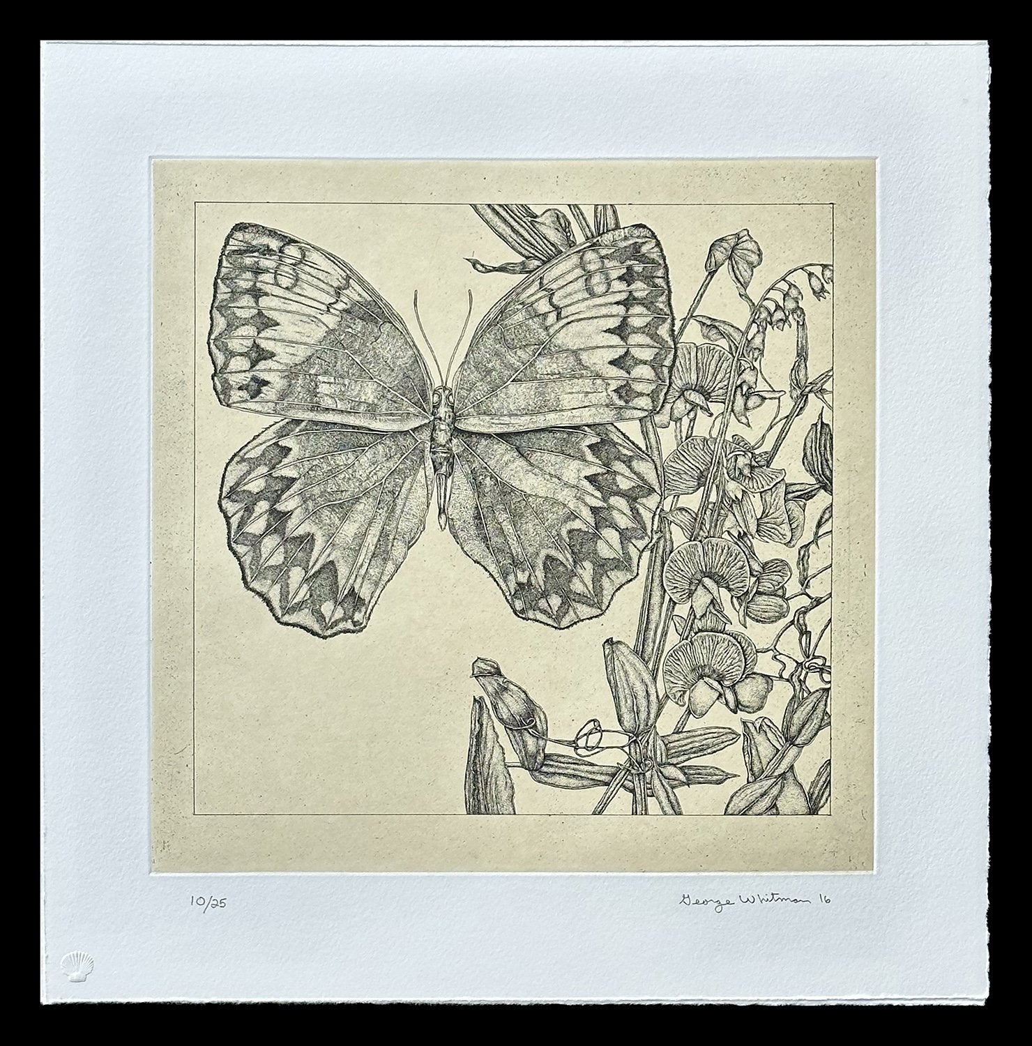 Butterfly series (2016) — Center Street Studio