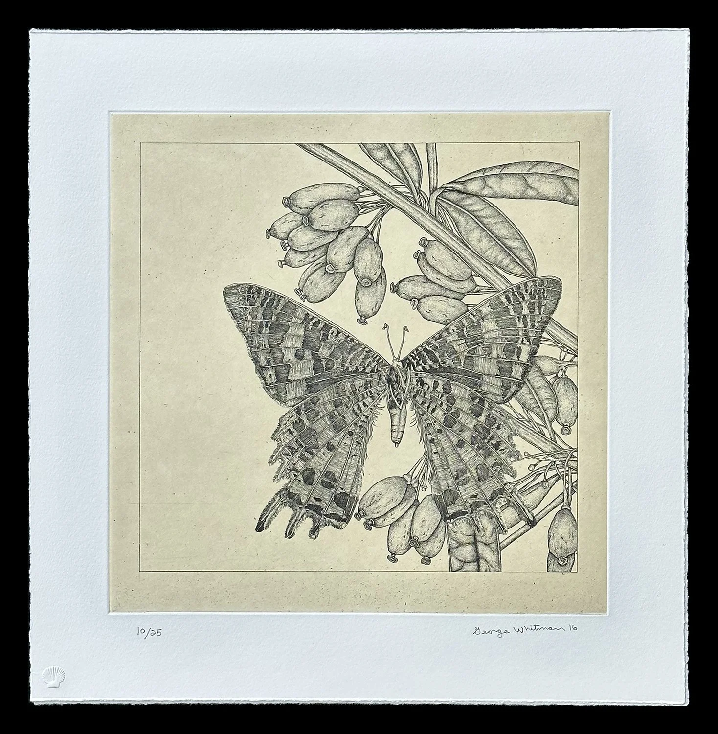 Butterfly series (2016) — Center Street Studio