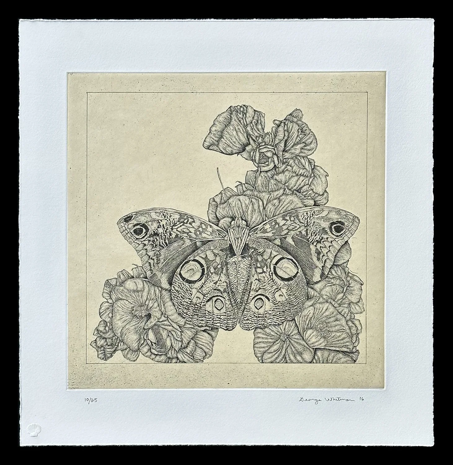 Butterfly series (2016) — Center Street Studio