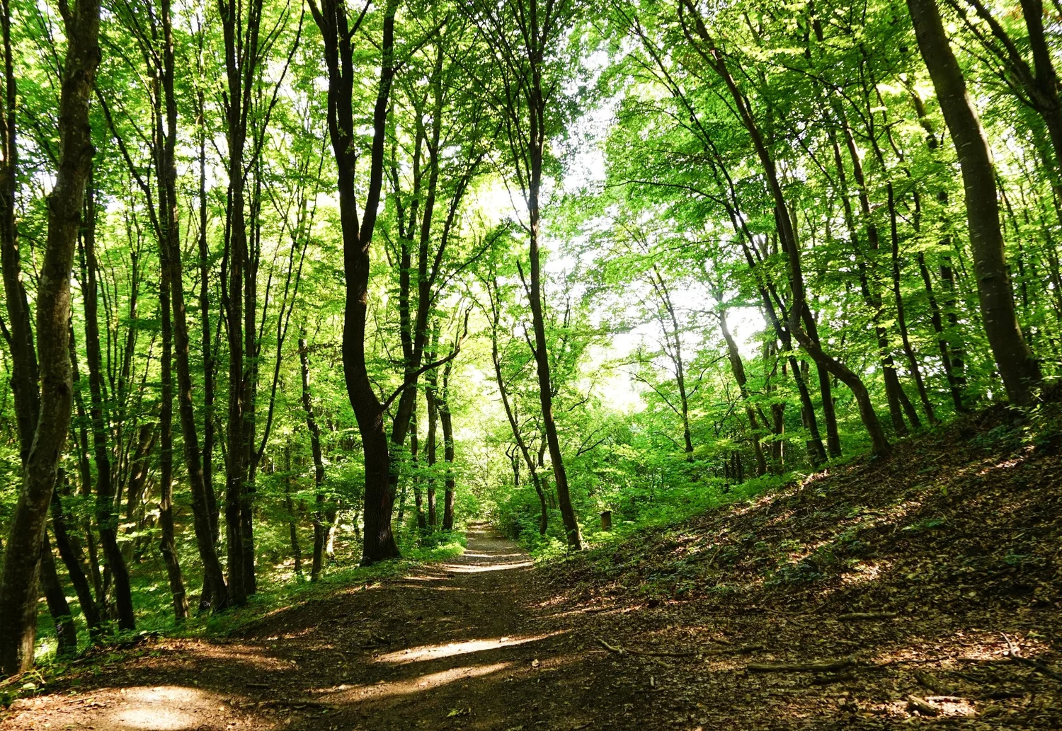About the ALT — Allegheny Trail