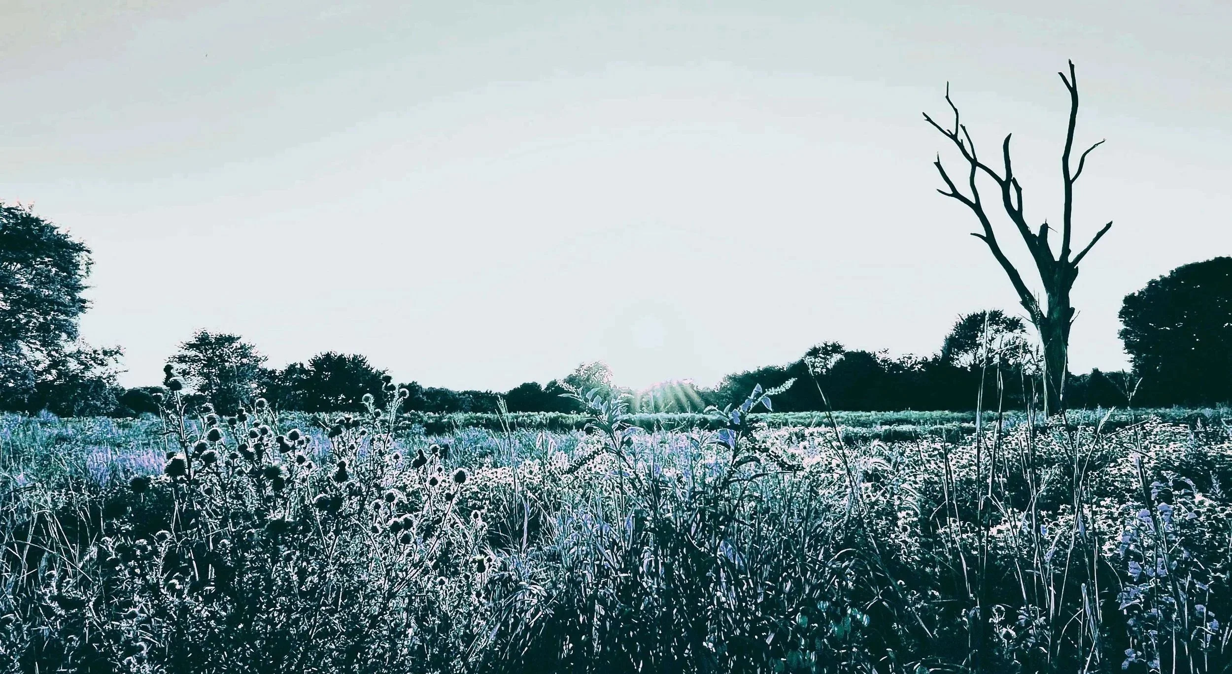 Submissions — Left Field Publishers