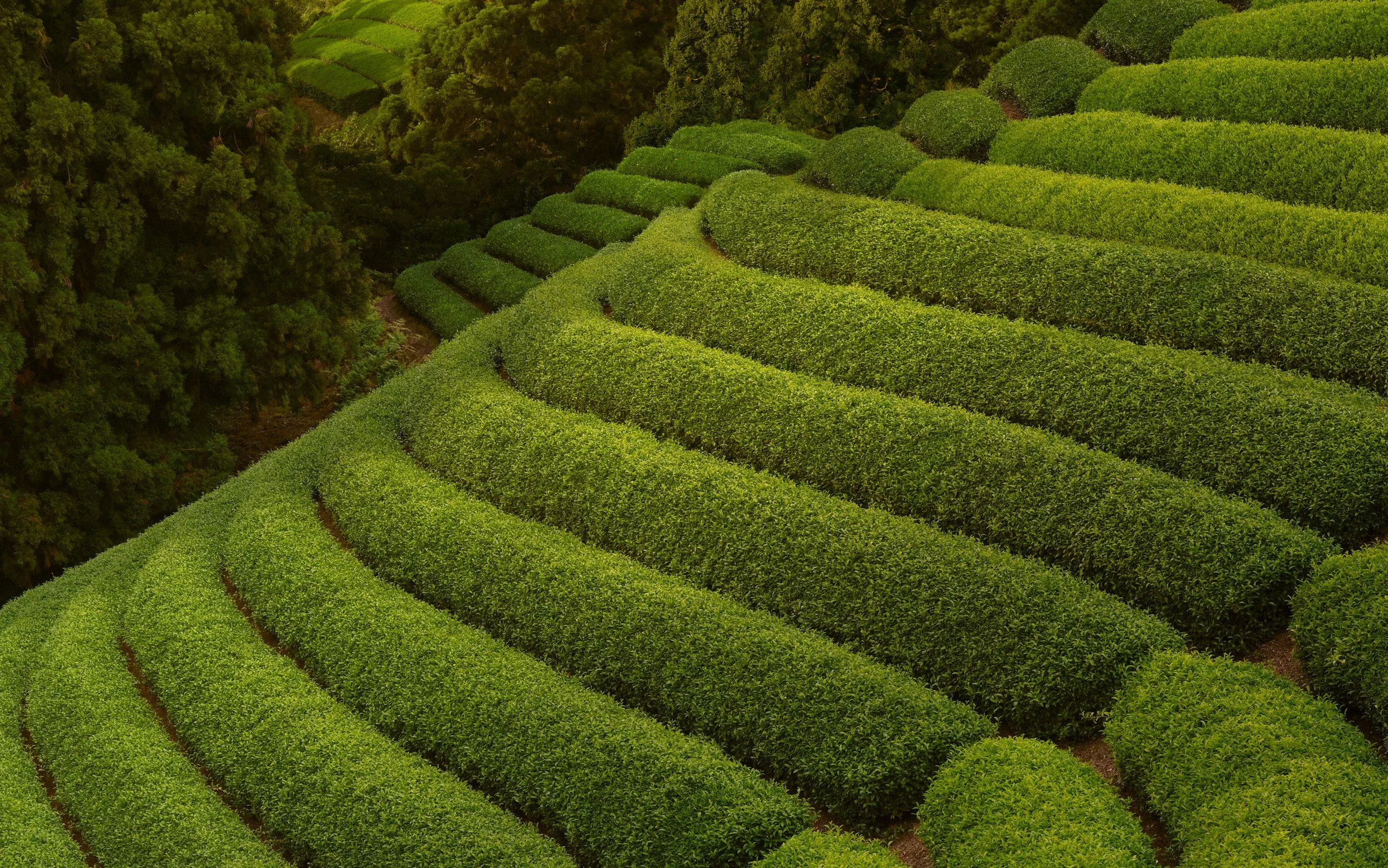 Maiasa - The Beauty of Daily Rituals