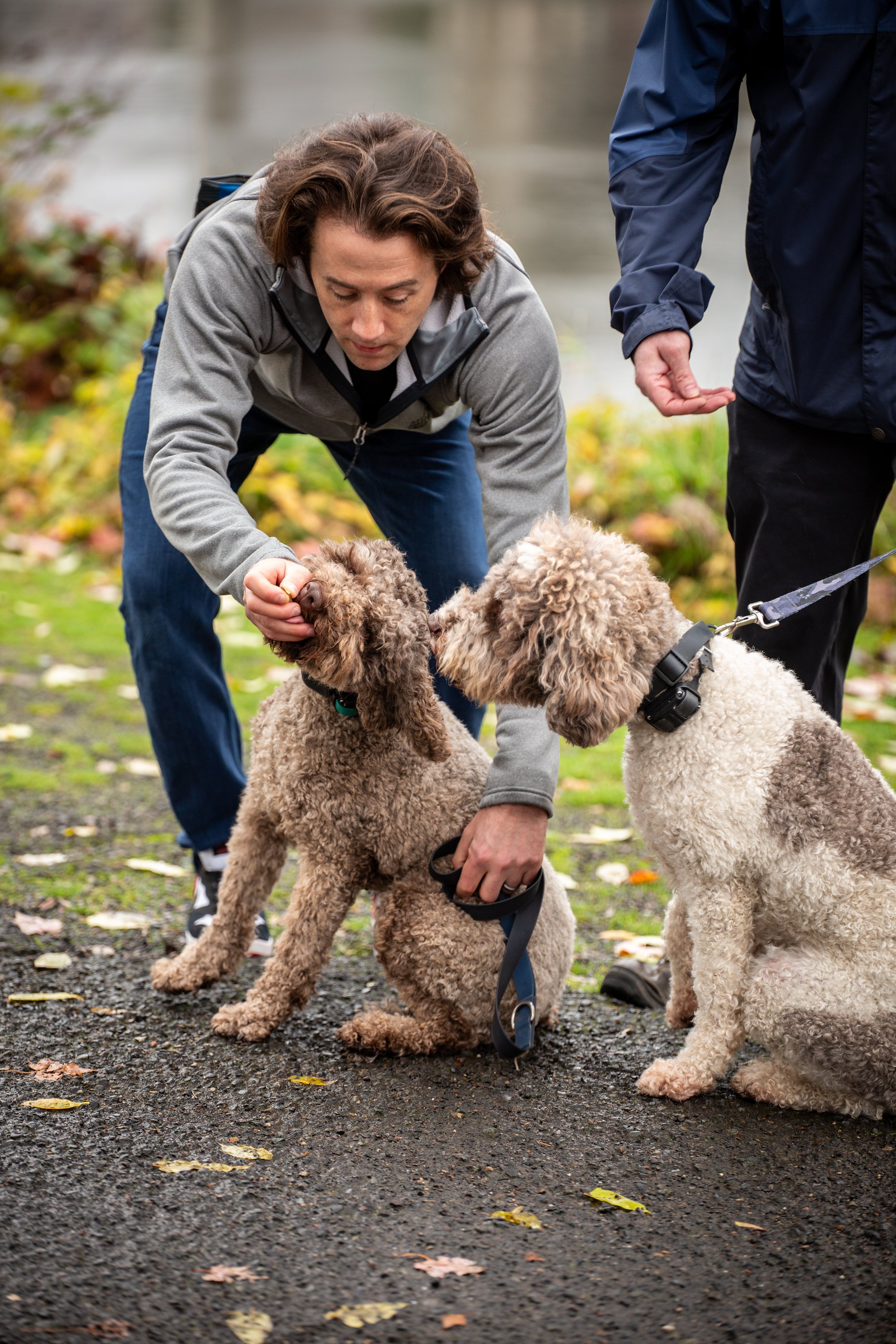 Portland Dog Day Training — Adaptive Canine Training