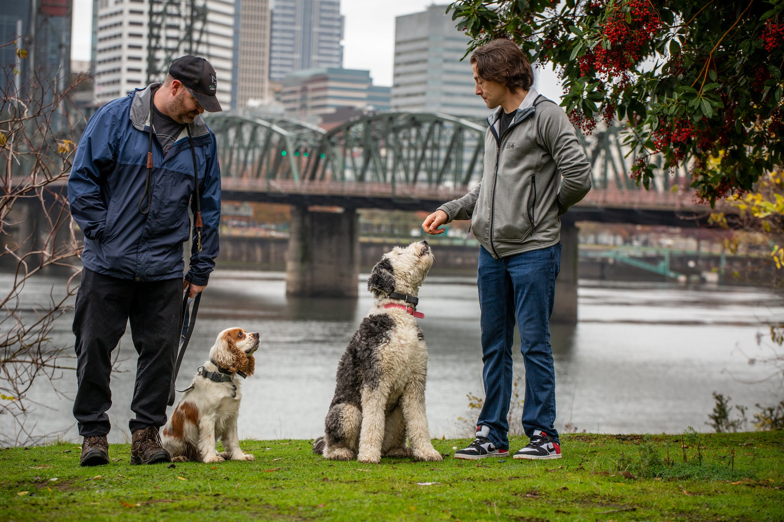 Private Dog Training Lessons in Portland — Adaptive Canine Training