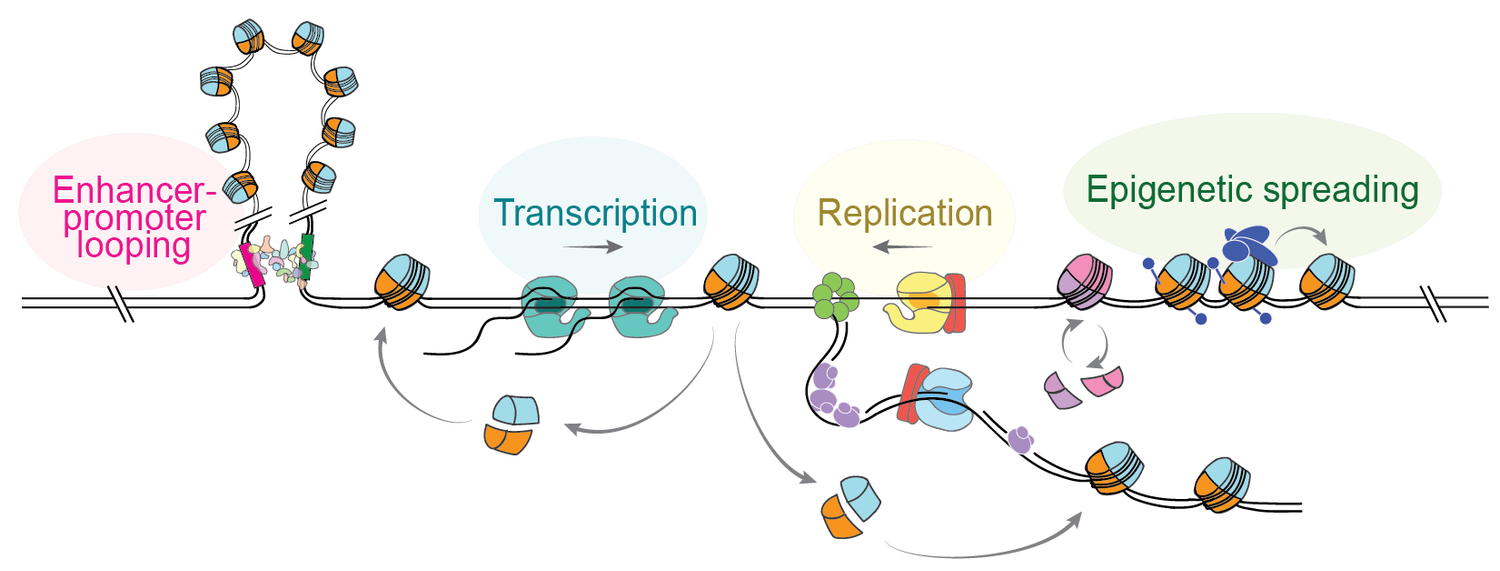 Shixin Liu Lab