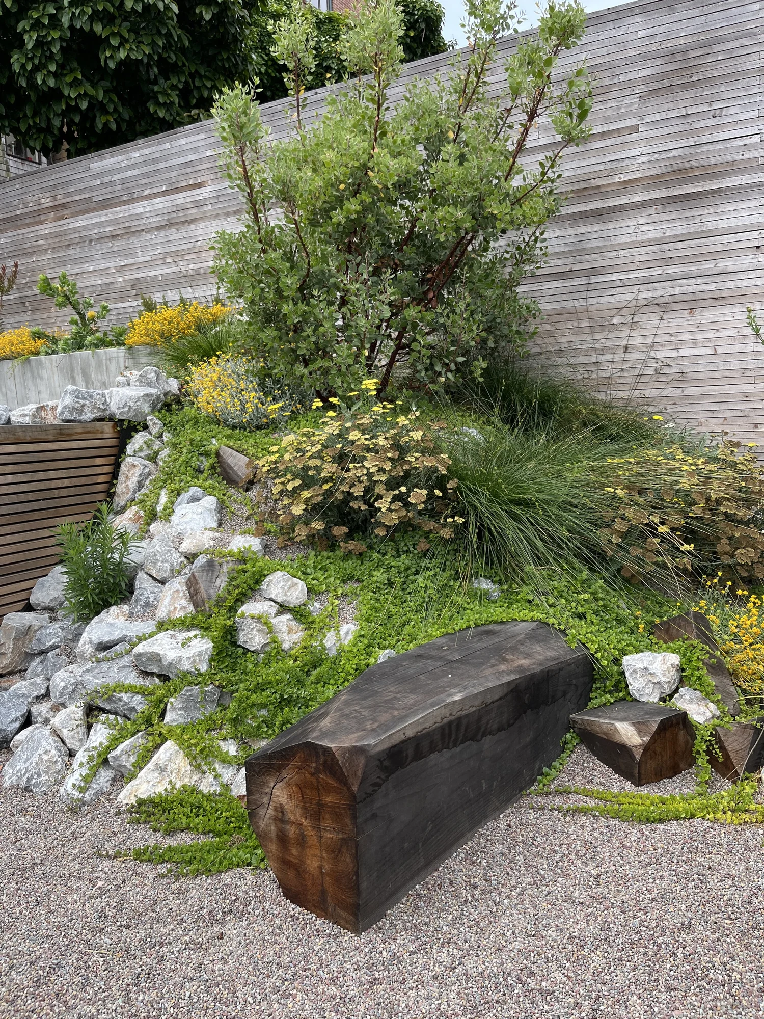 Arbutus Rising - Studio Moonya