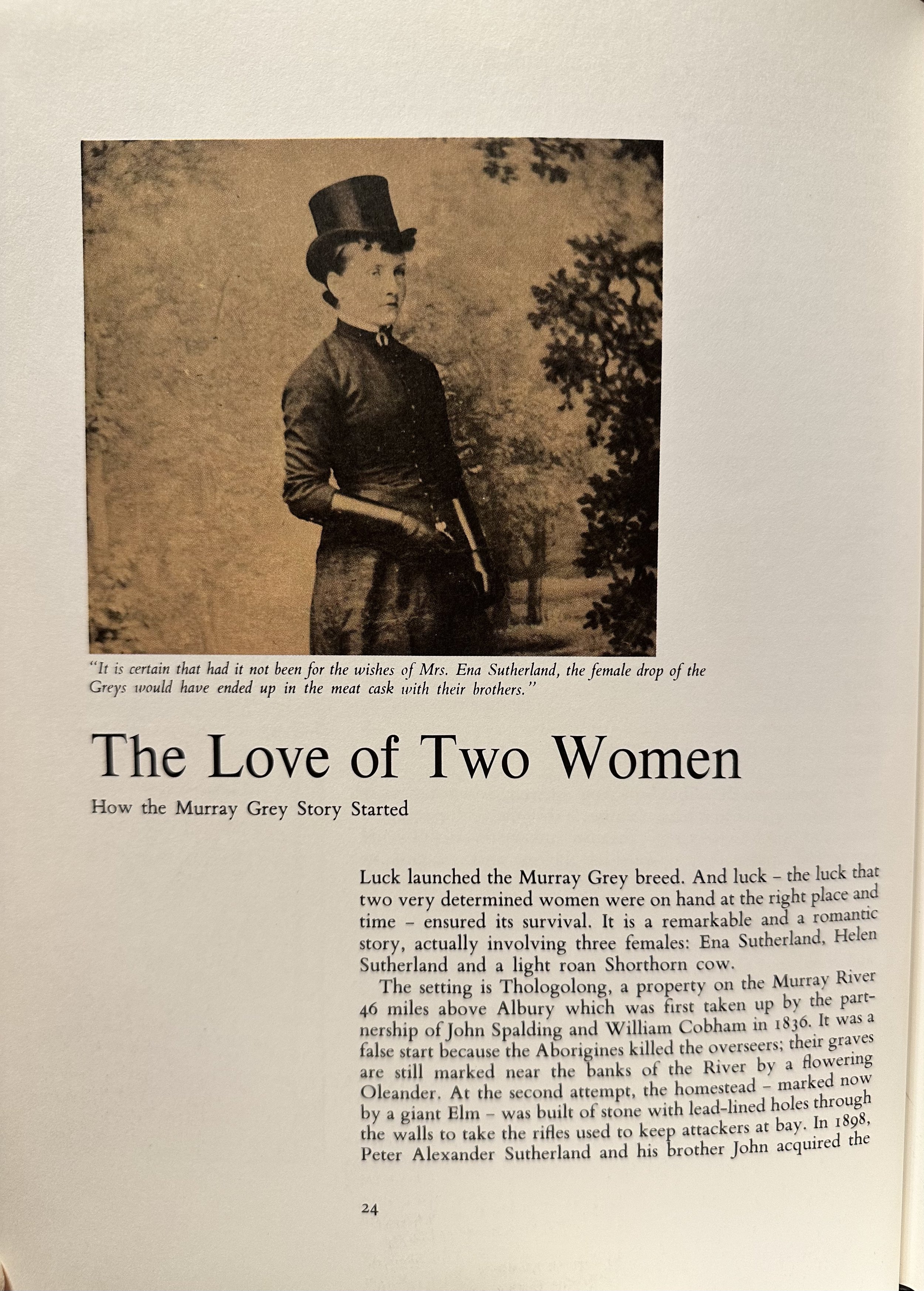 Murray Grey History — WestRidge Murray Greys