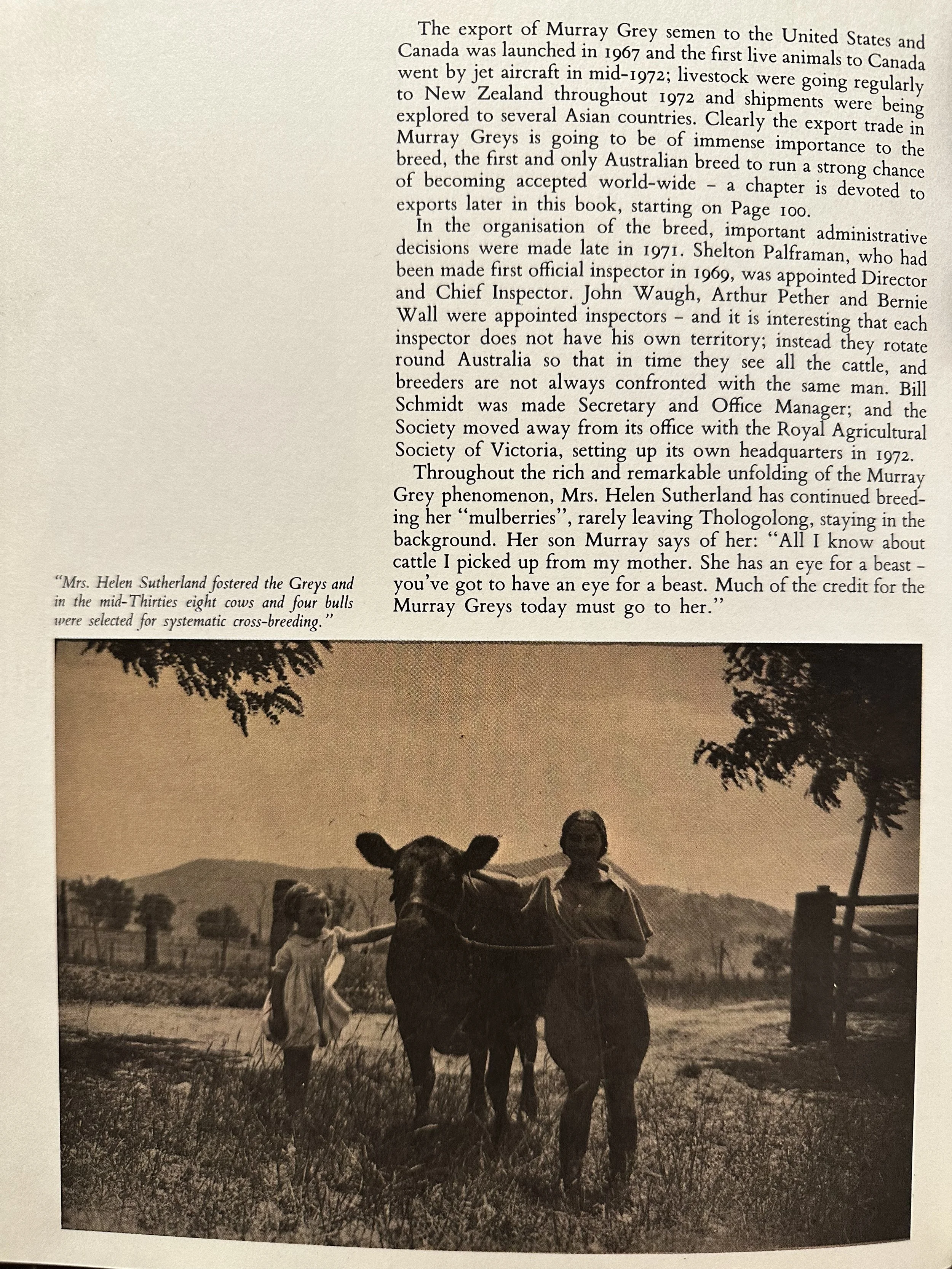 Murray Grey History — WestRidge Murray Greys