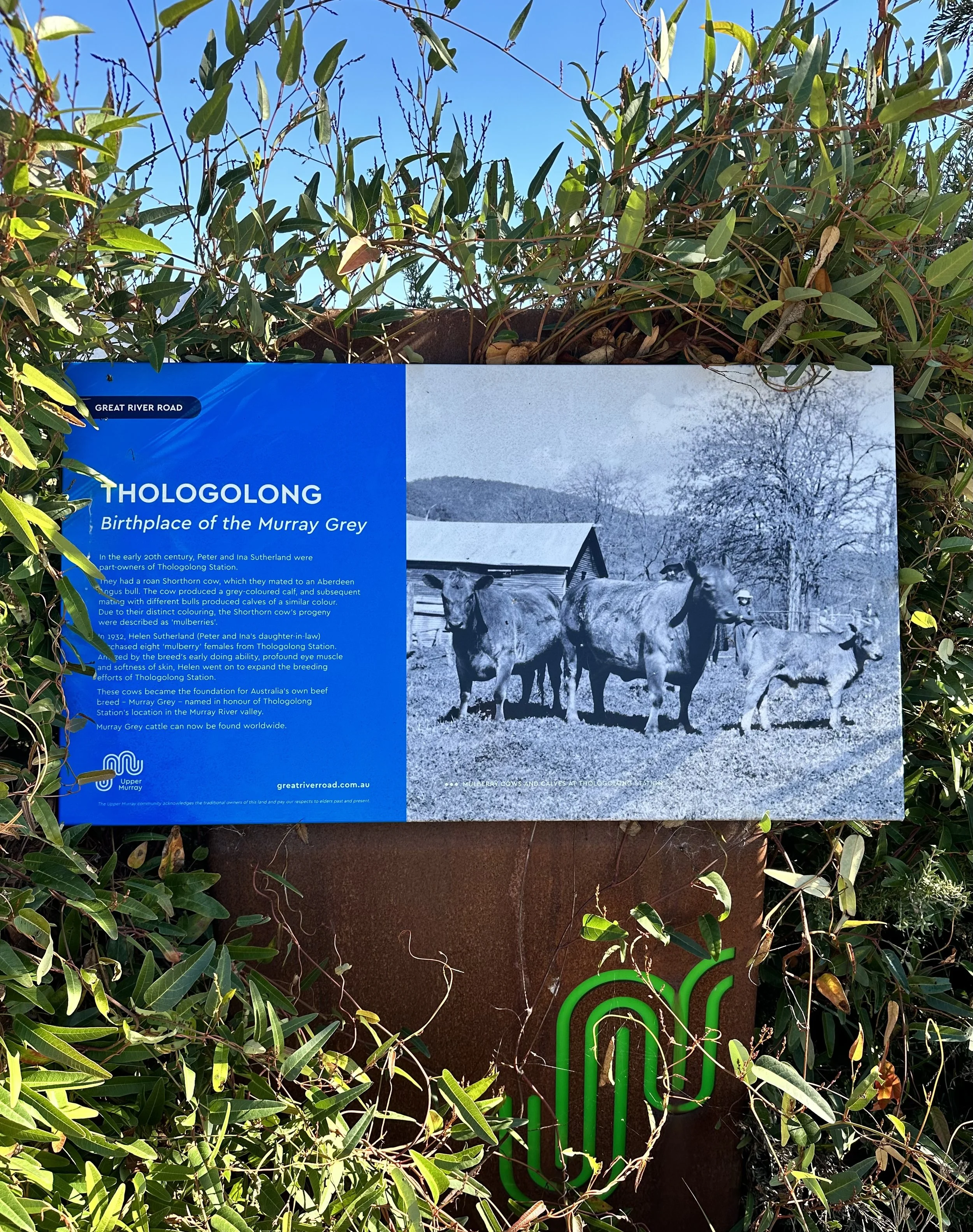 Murray Grey History — WestRidge Murray Greys