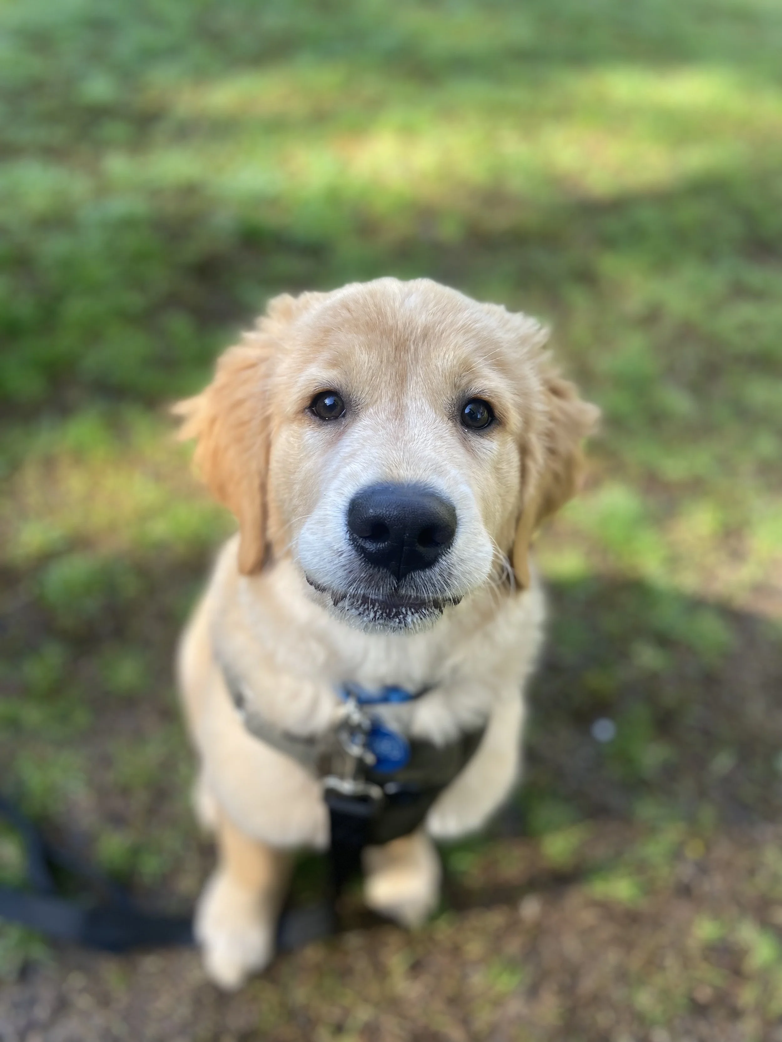 Happy Chappy dog training