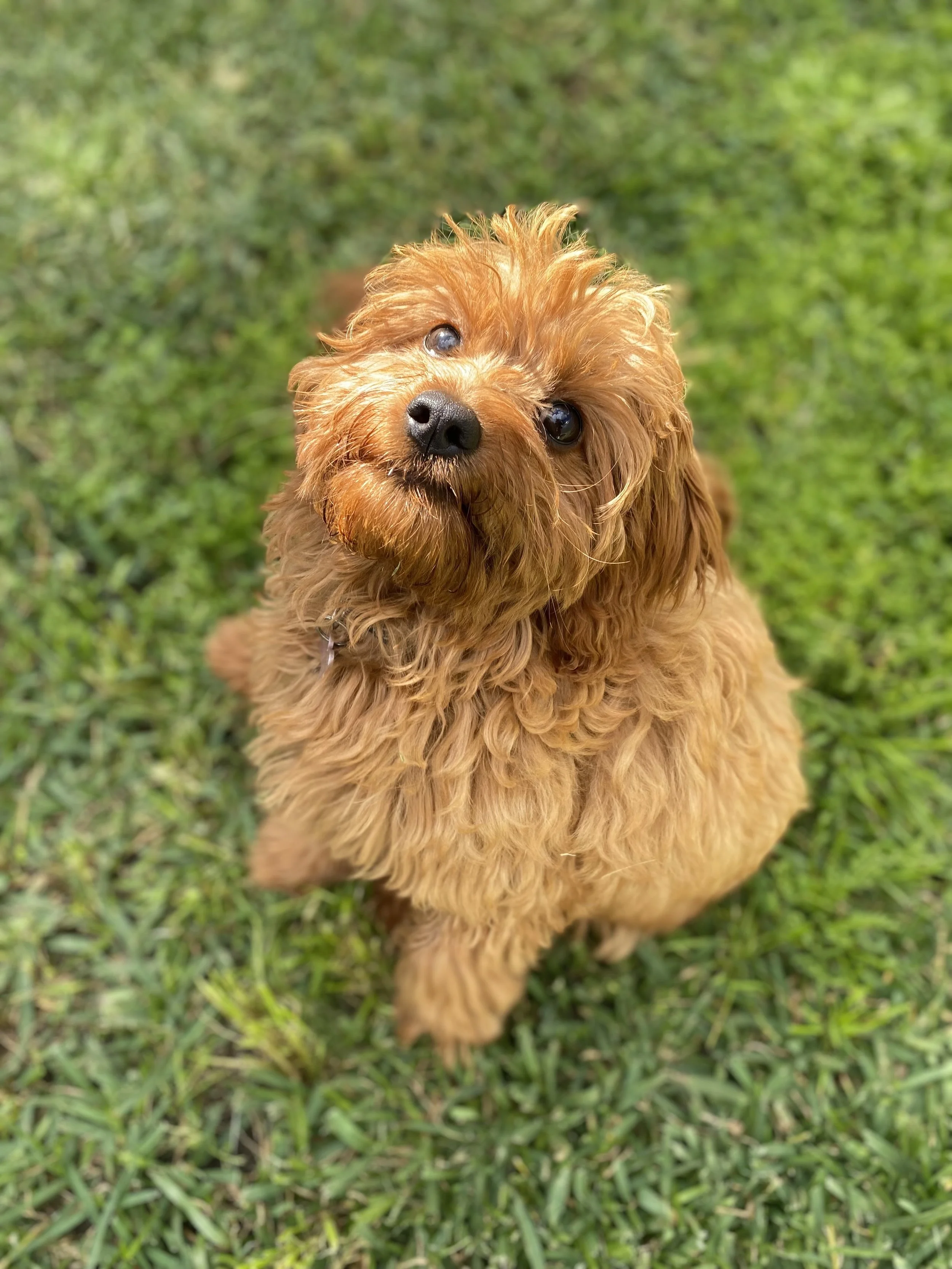 Happy Chappy dog training