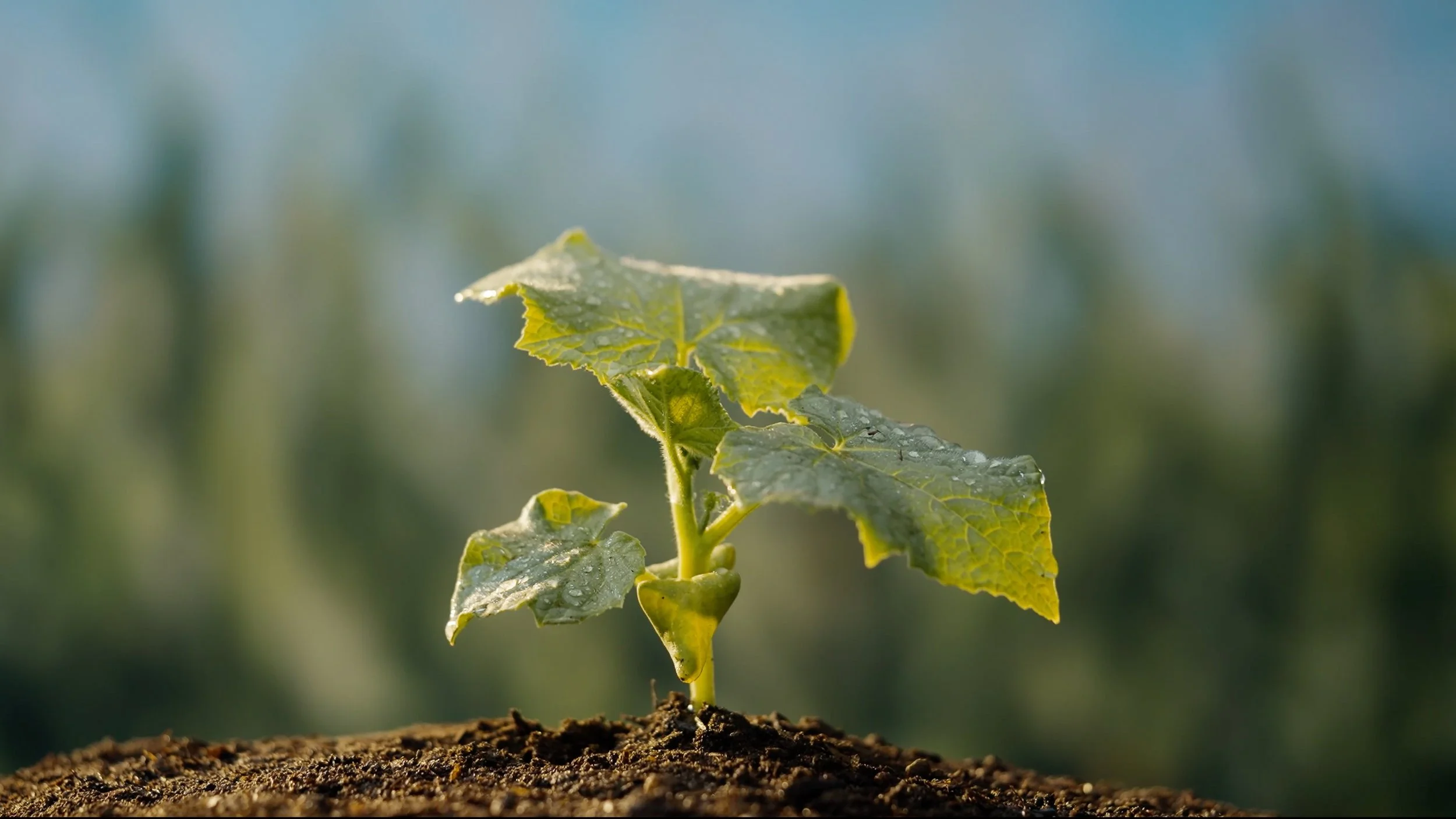 Portfolio — Goodform