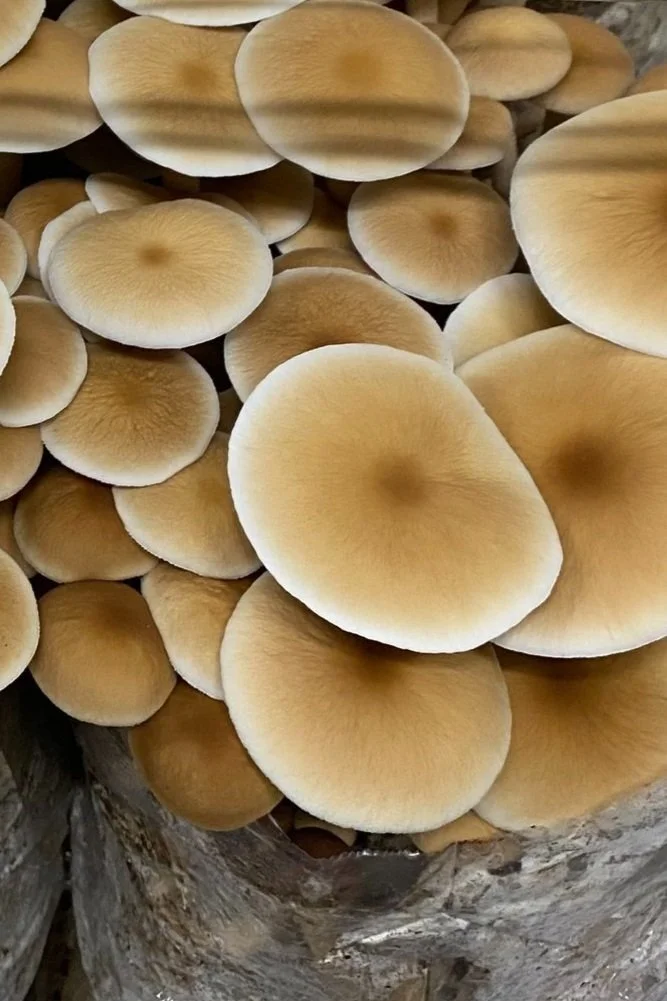 Super Mushroom Bros.