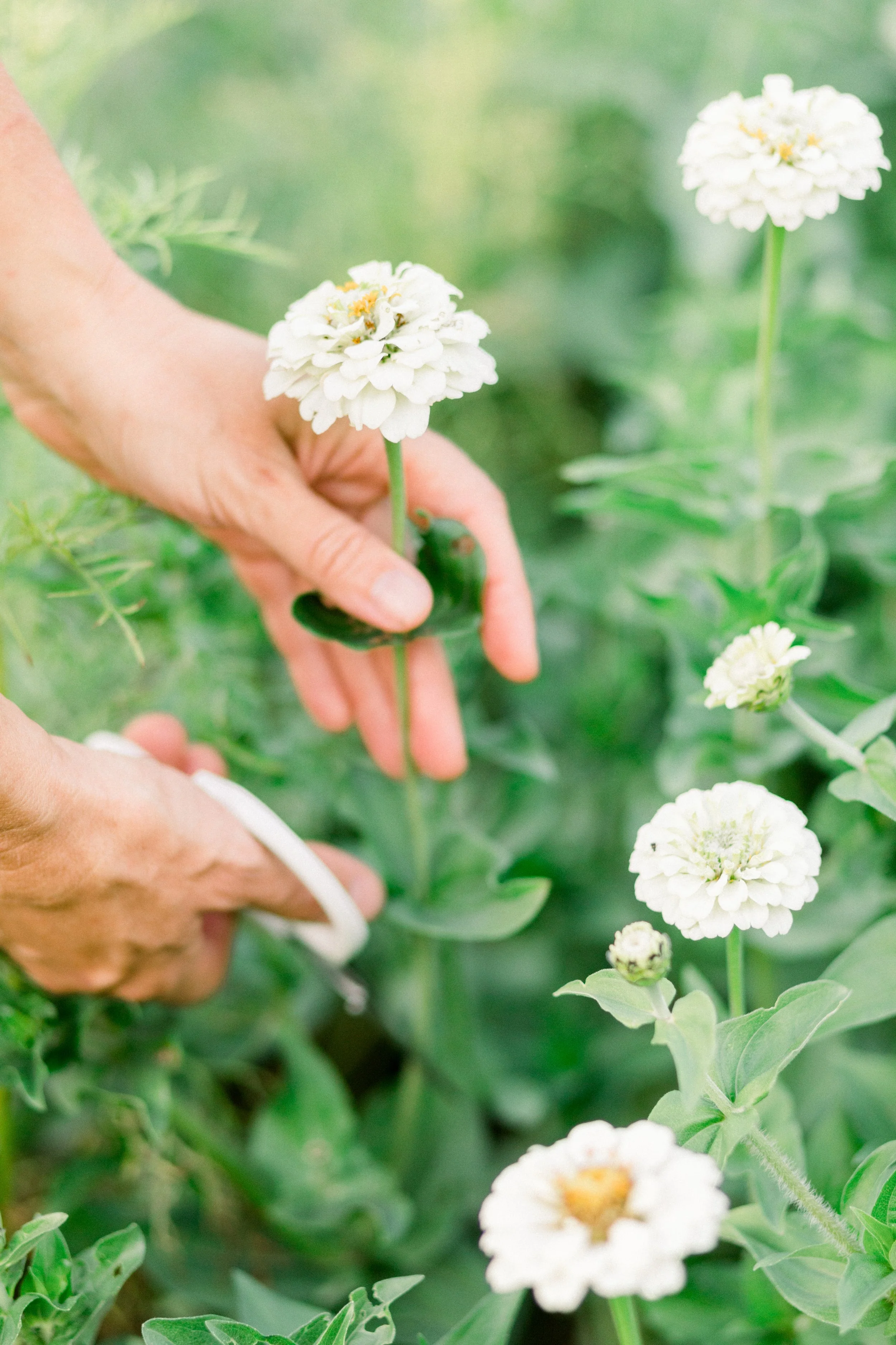 Store — One Wild Flower Farm
