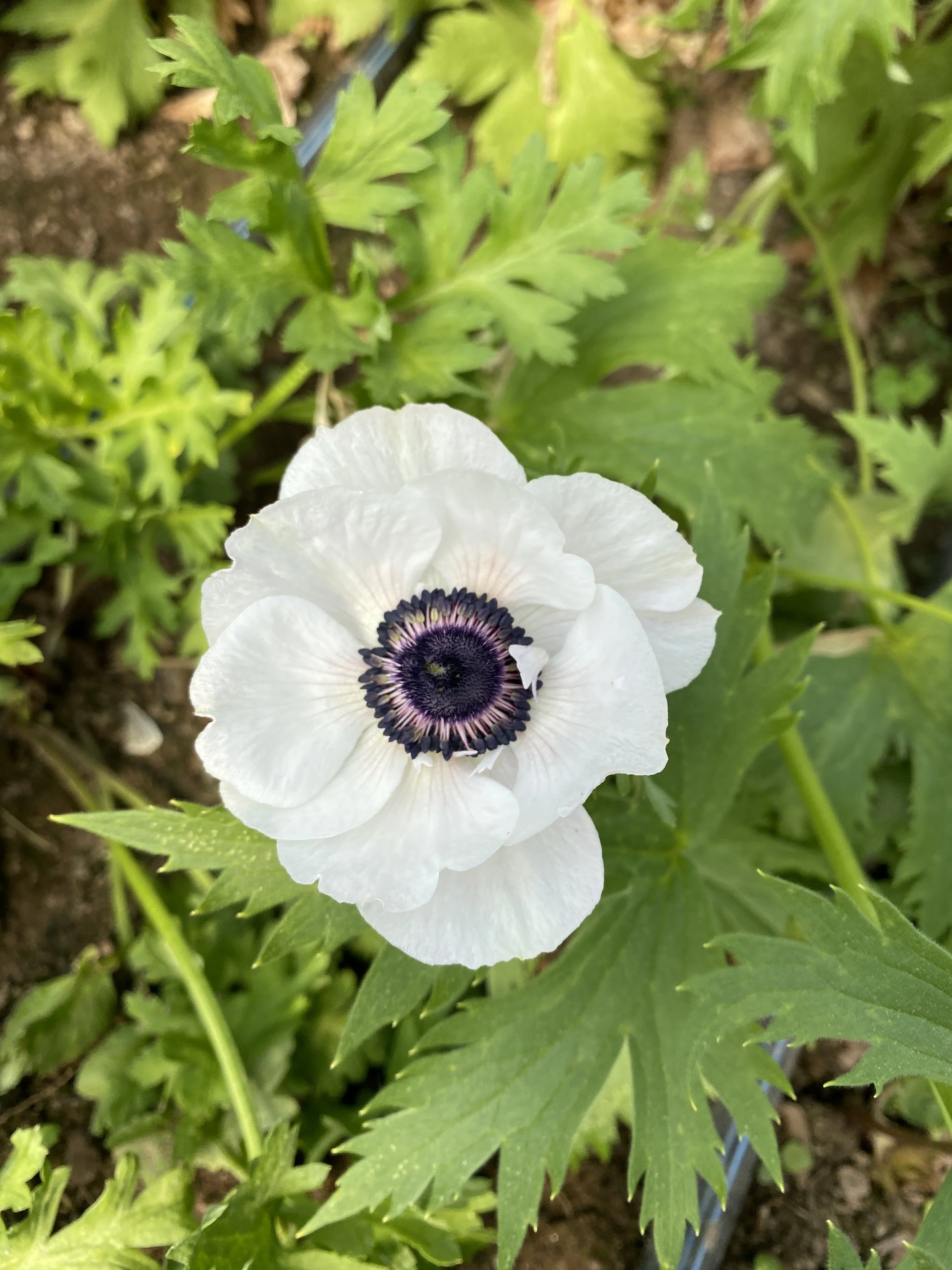 Store — One Wild Flower Farm