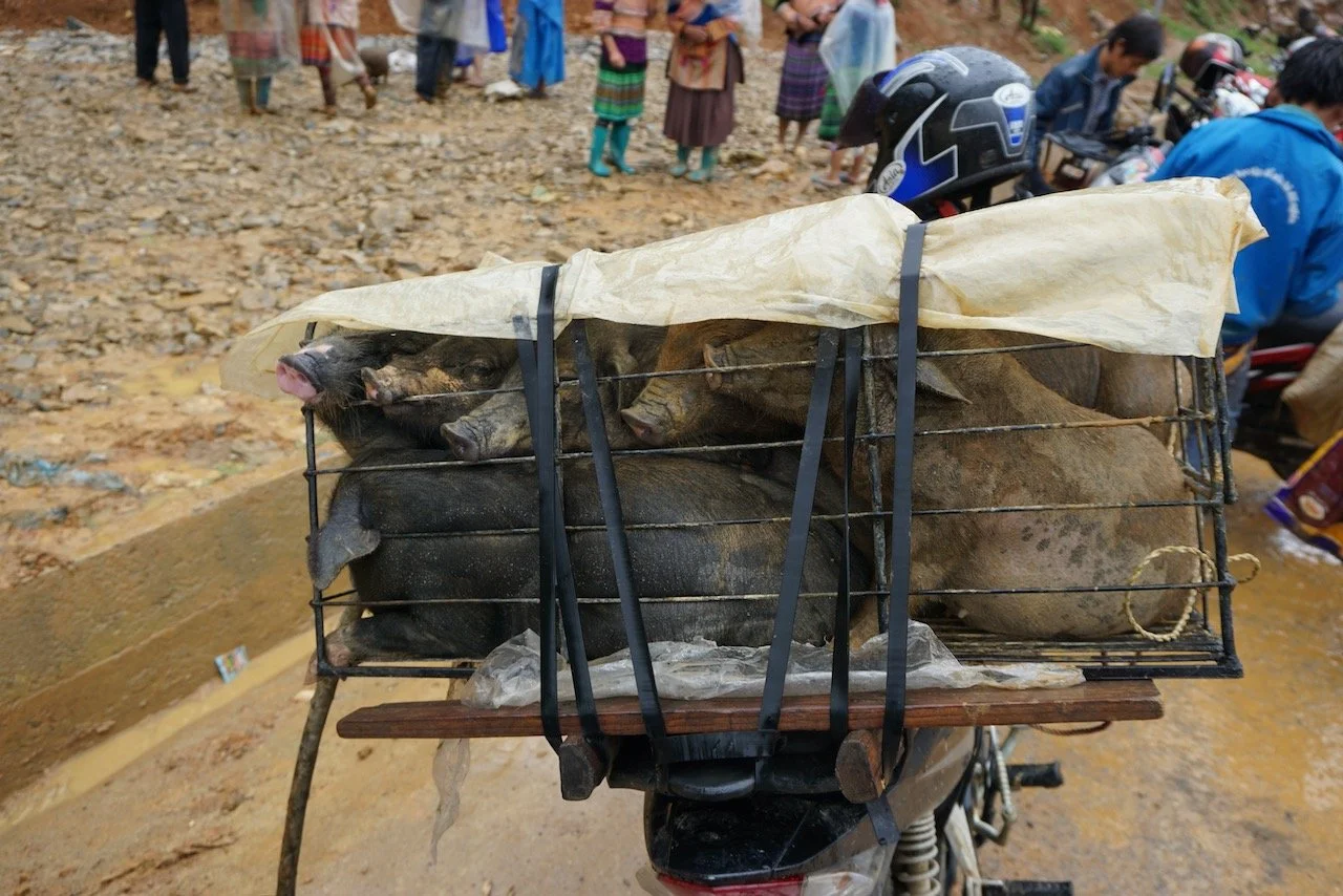 Book Review - Indonesia, etc. Exploring The Improbable Nation by ...